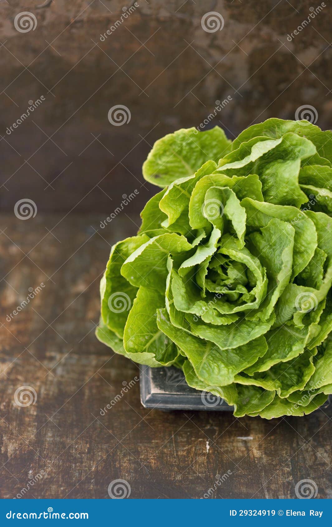 Lettuce Background stock image. Image of brown, elements - 29324919