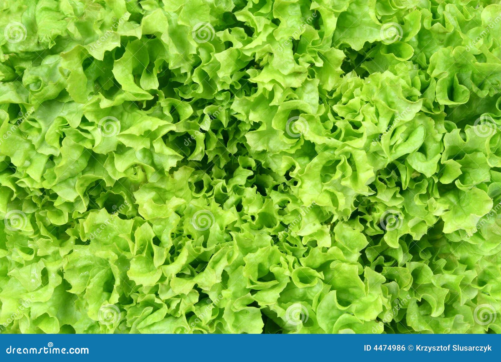 Lettuce background stock photo. Image of vegetable, abstract - 4474986