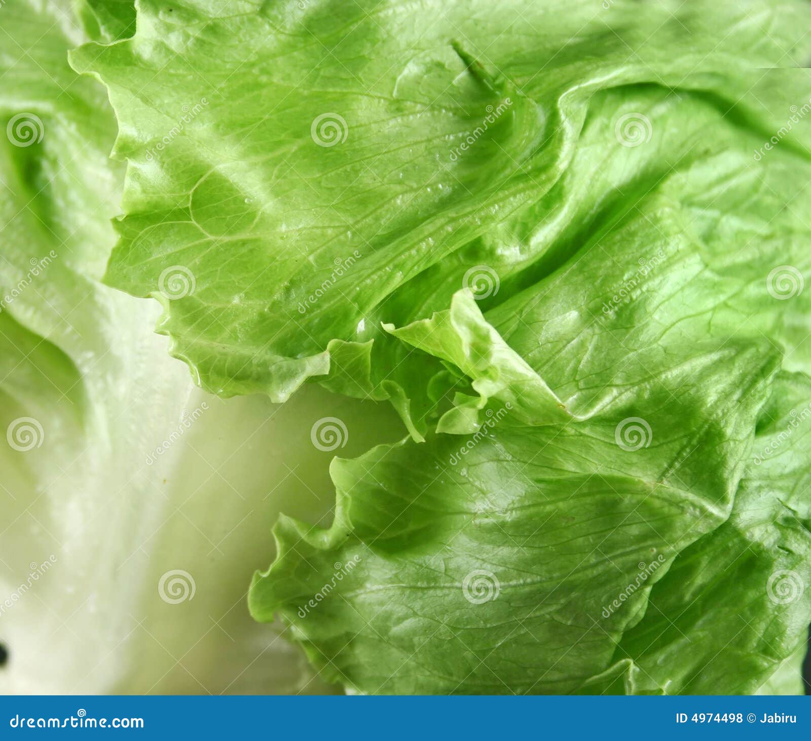 Lettuce Background stock photo. Image of flavorsome, culinary - 4974498