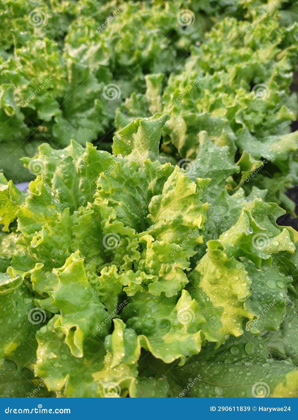 Lettuce batavia stock image. Image of batavia, vegetables - 290611839