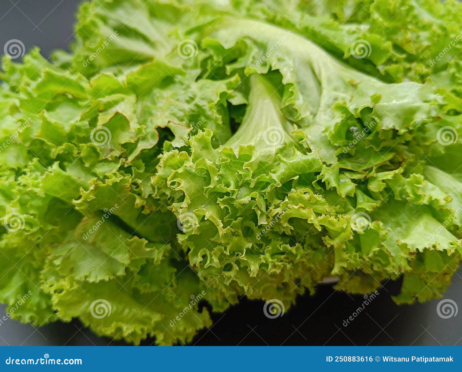 Lettuce on Black Background. Side View Stock Photo - Image of ...