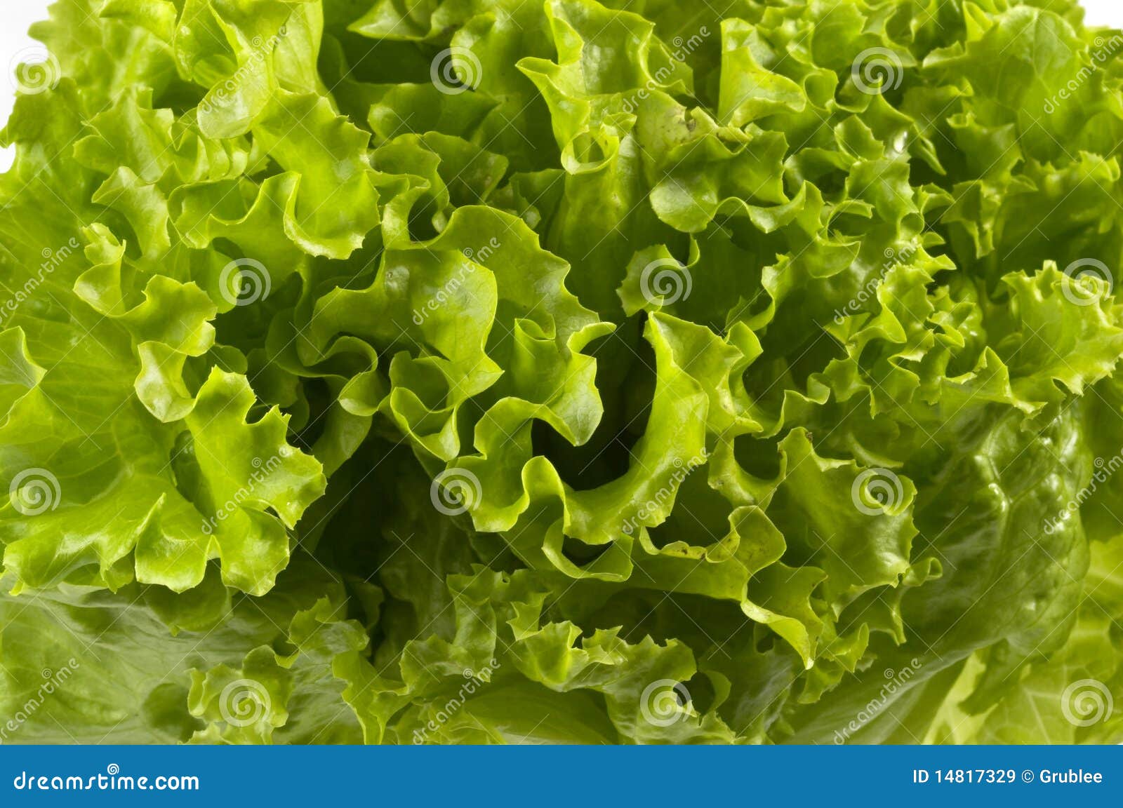 Lettuce bunch background stock image. Image of spring - 14817329