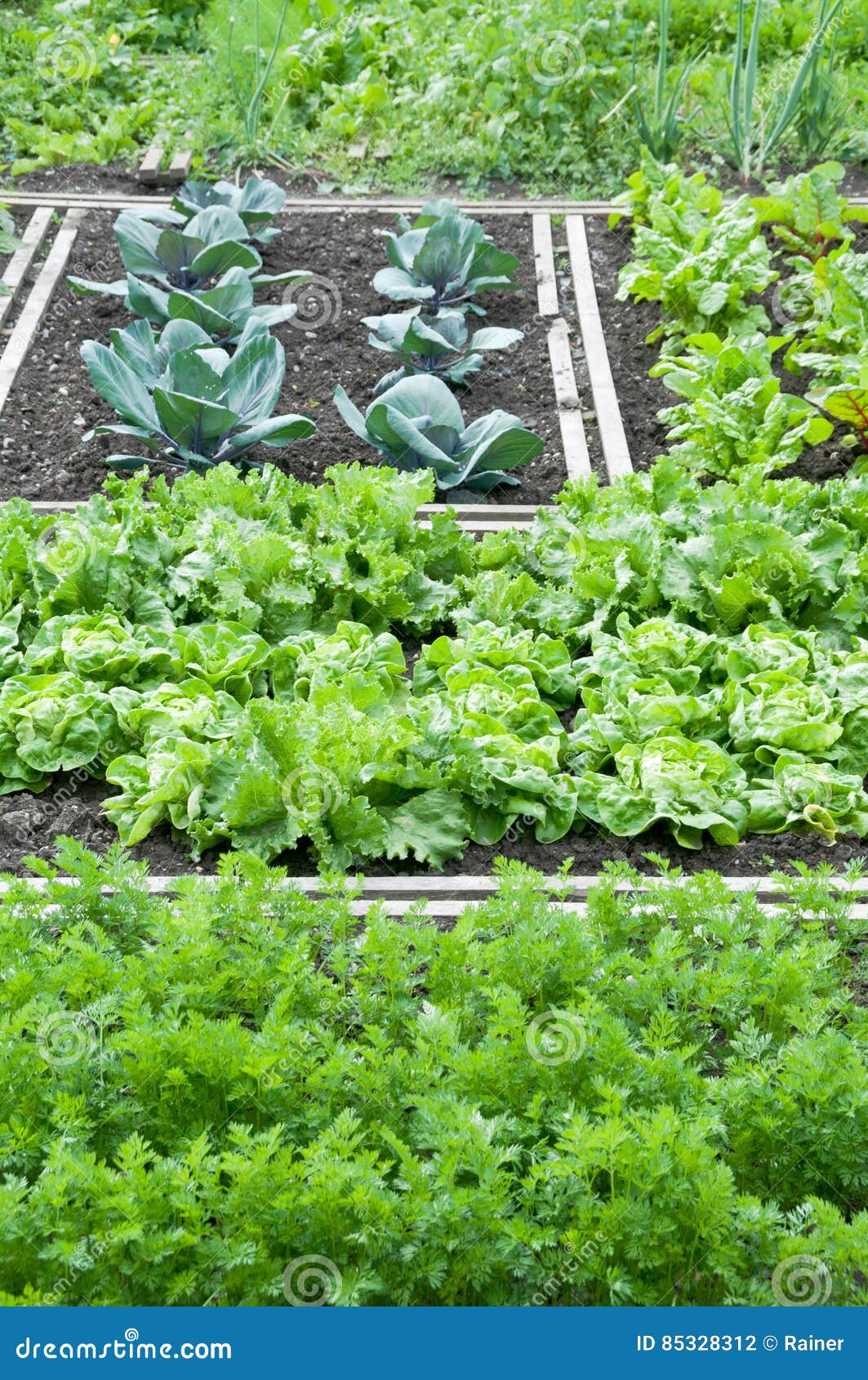 Lettuce, Carrots and Red Cabbage on a Patch Stock Photo - Image of ...