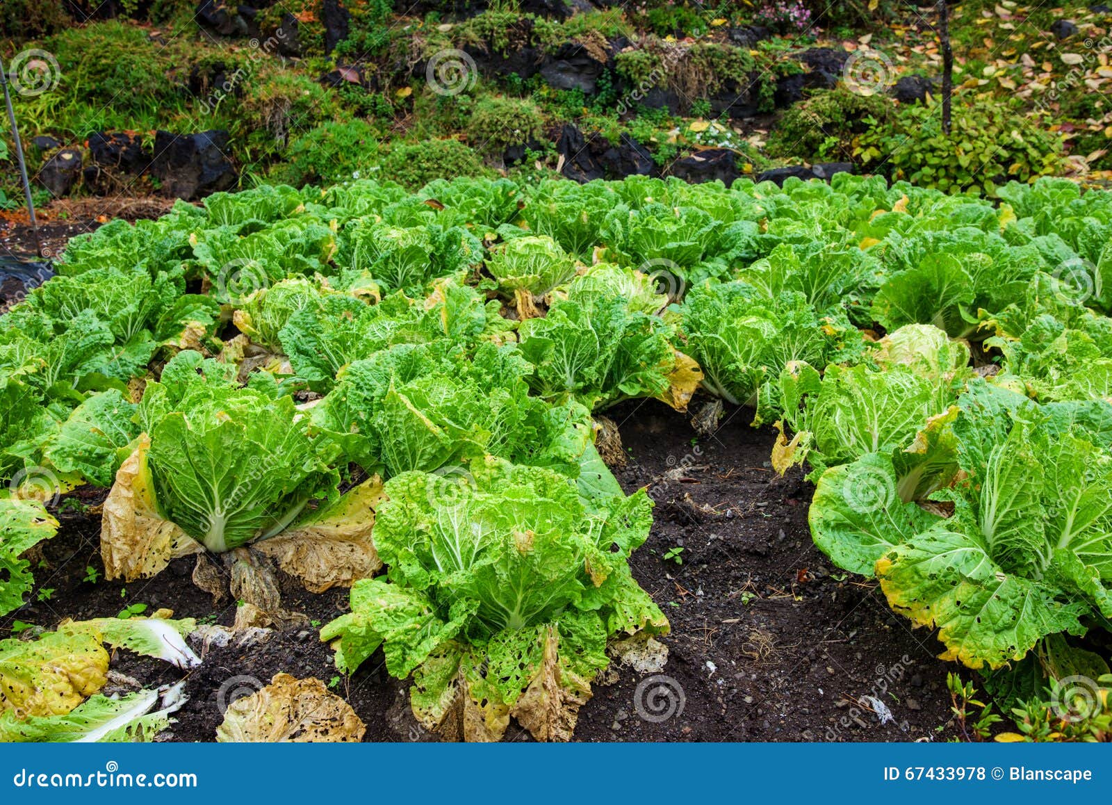 Lettuce or Chinese Cabbage Farm Stock Photo - Image of japan, harvest ...