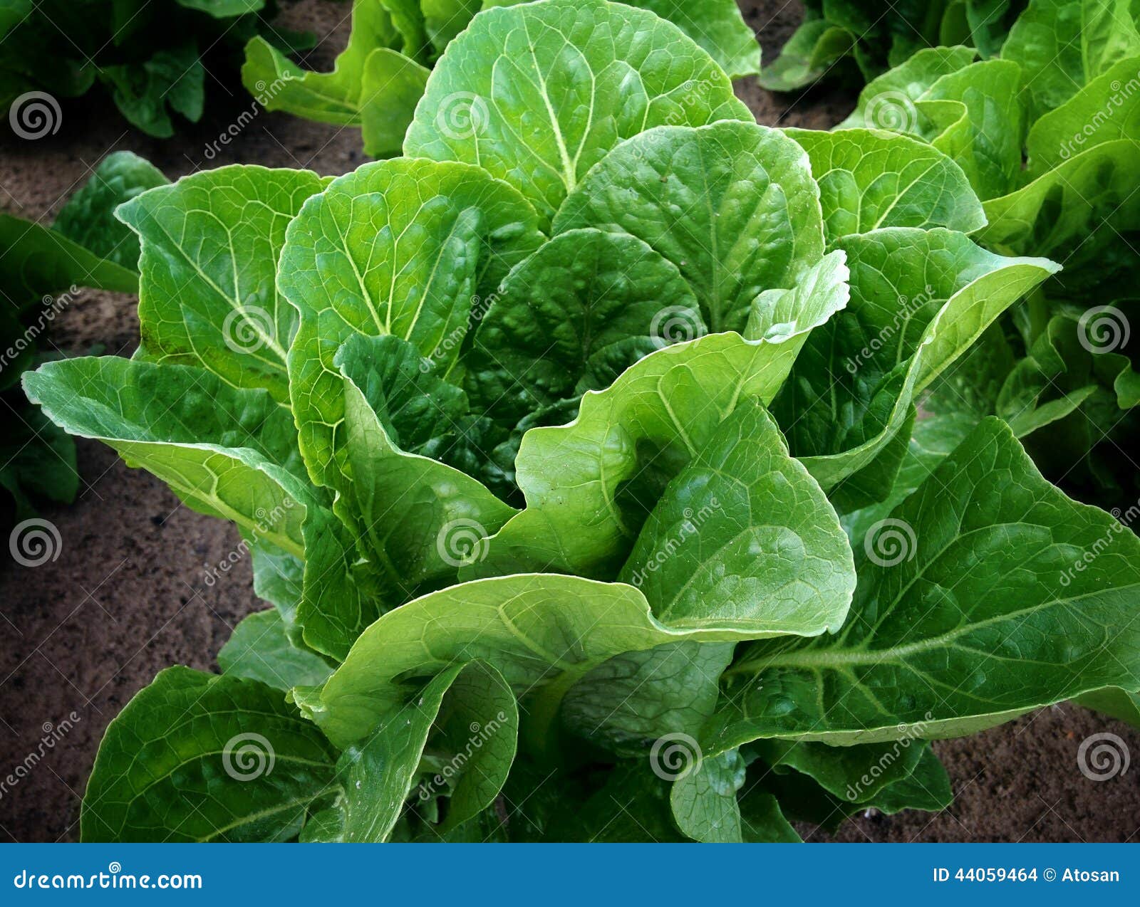 Lettuce stock photo. Image of close, vegetarian, vitality - 44059464
