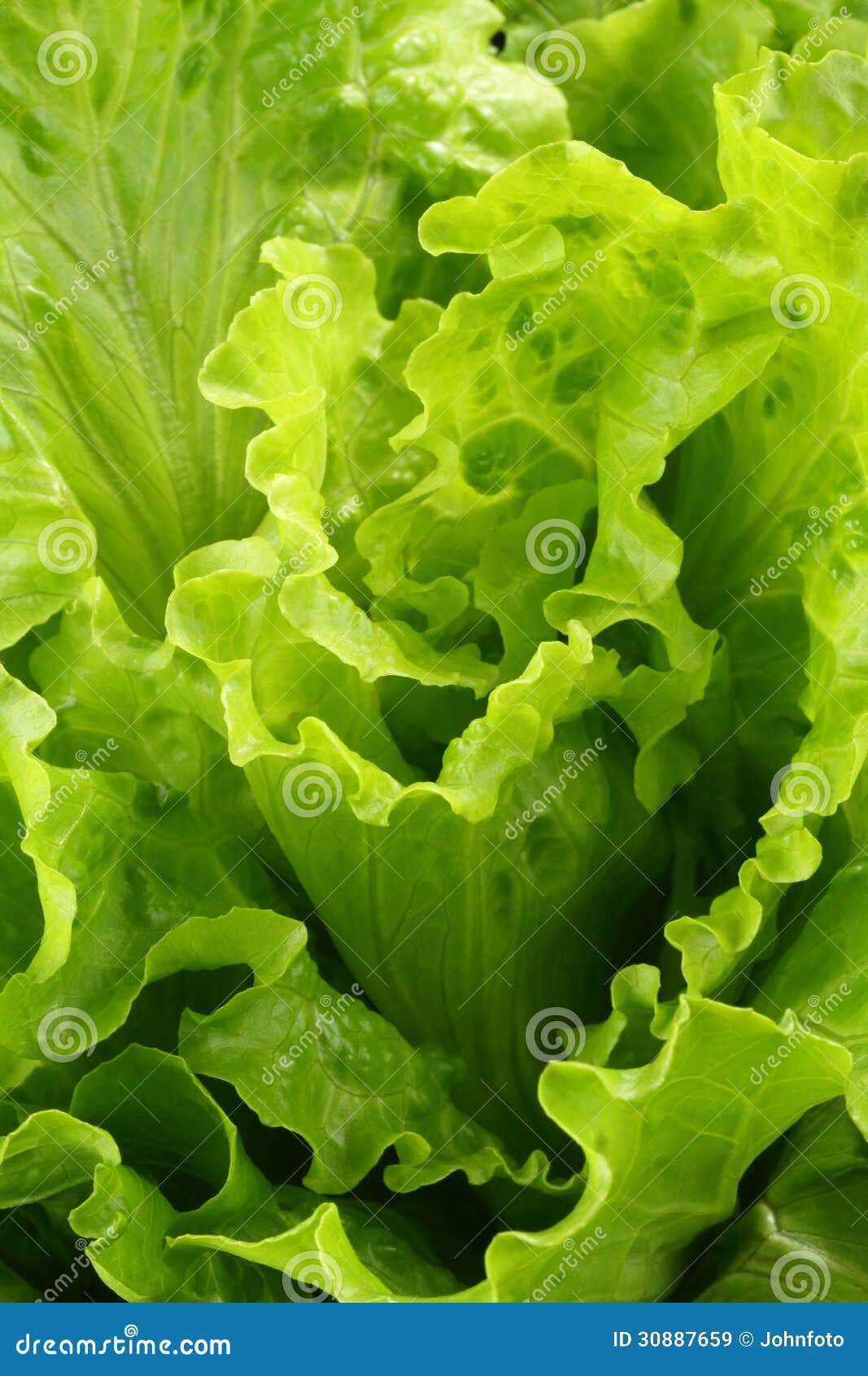 Lettuce stock image. Image of diet, green, ingredient - 30887659