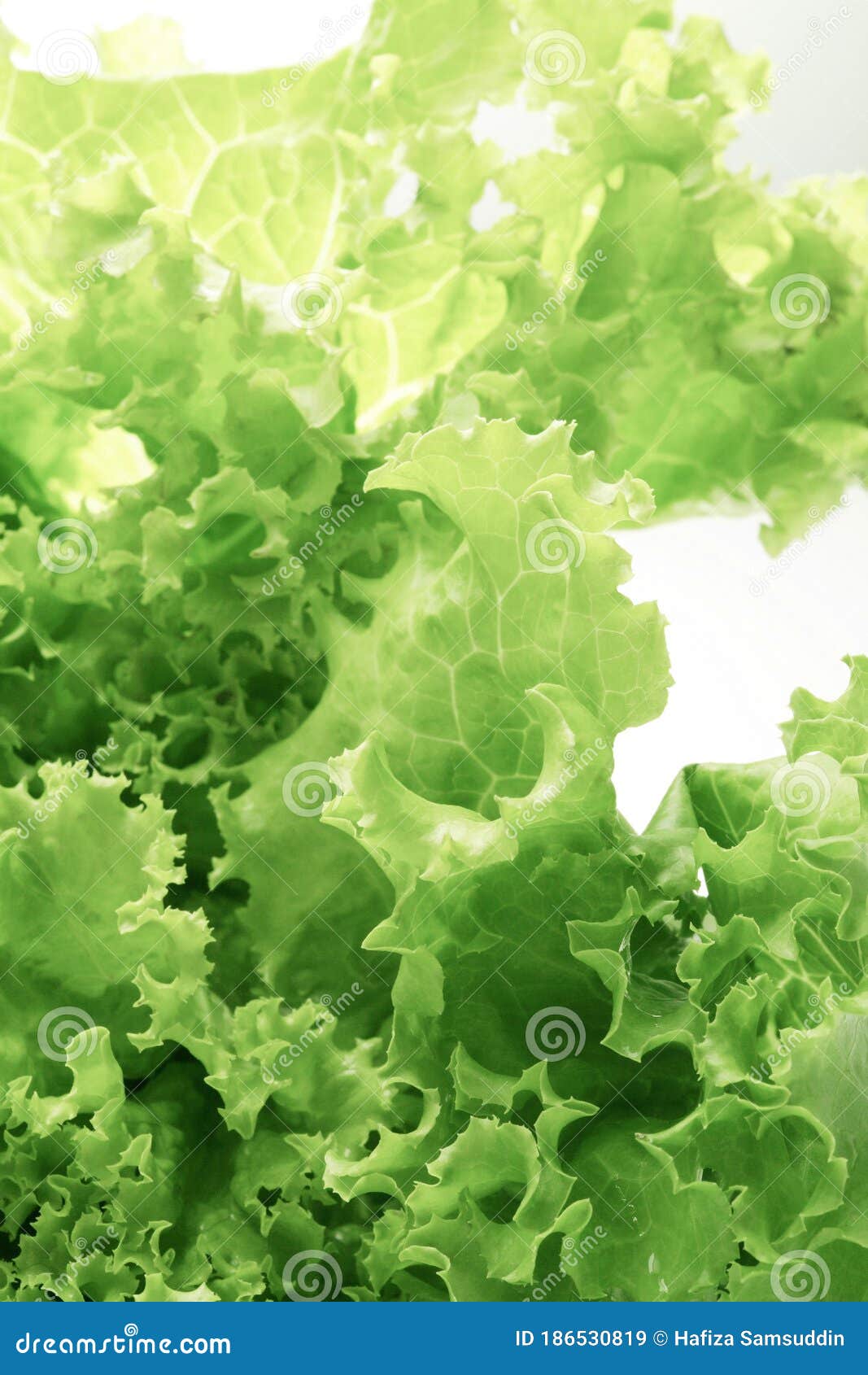 Lettuce. Conceptual image stock image. Image of greens - 186530819