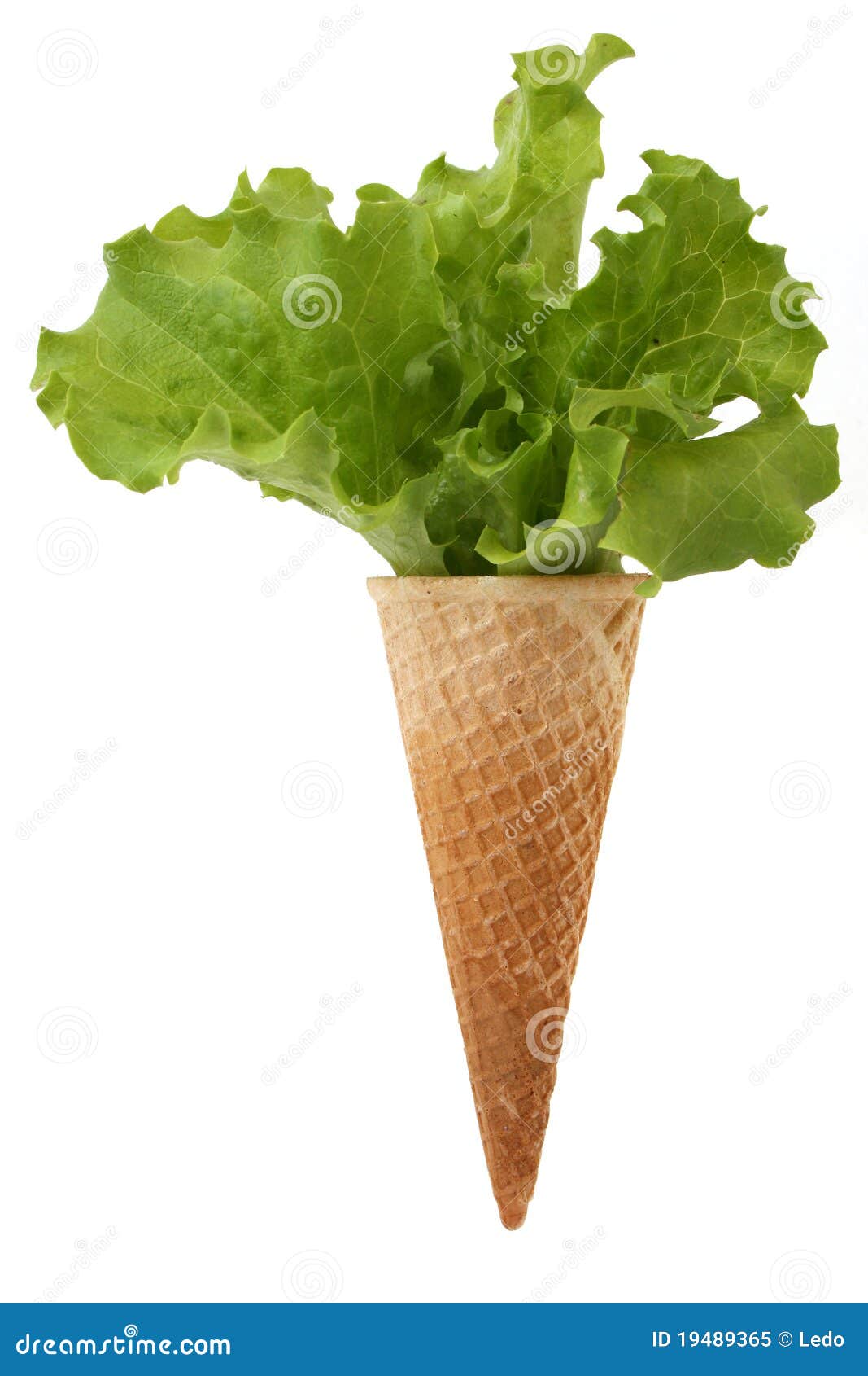 Lettuce in cone stock image. Image of vegetable, dietary - 19489365