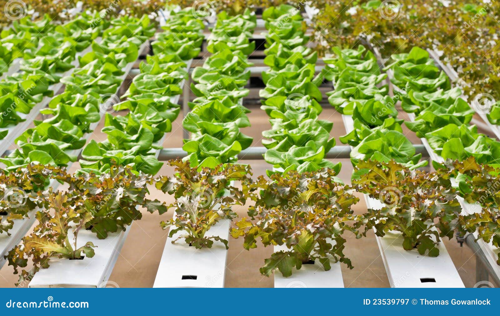 Lettuce crop stock image. Image of food, color, field - 23539797