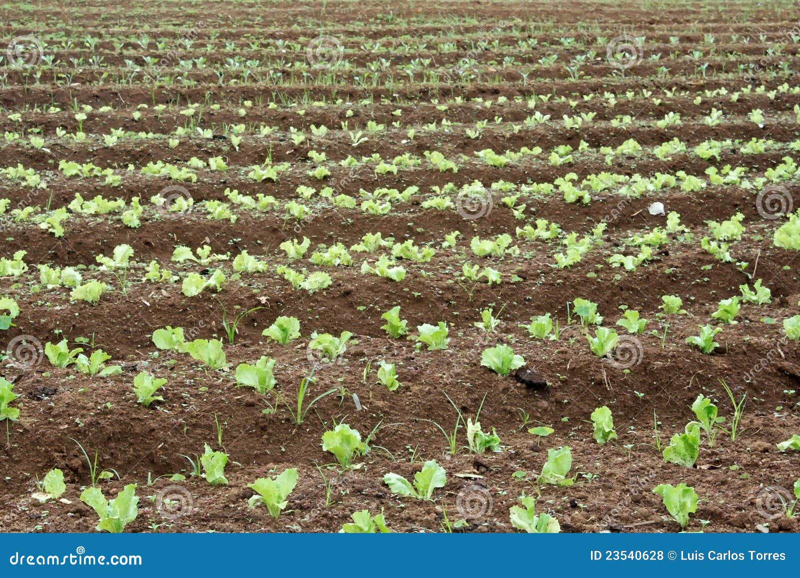 Lettuce crop stock photo. Image of plant, farm, crop - 23540628