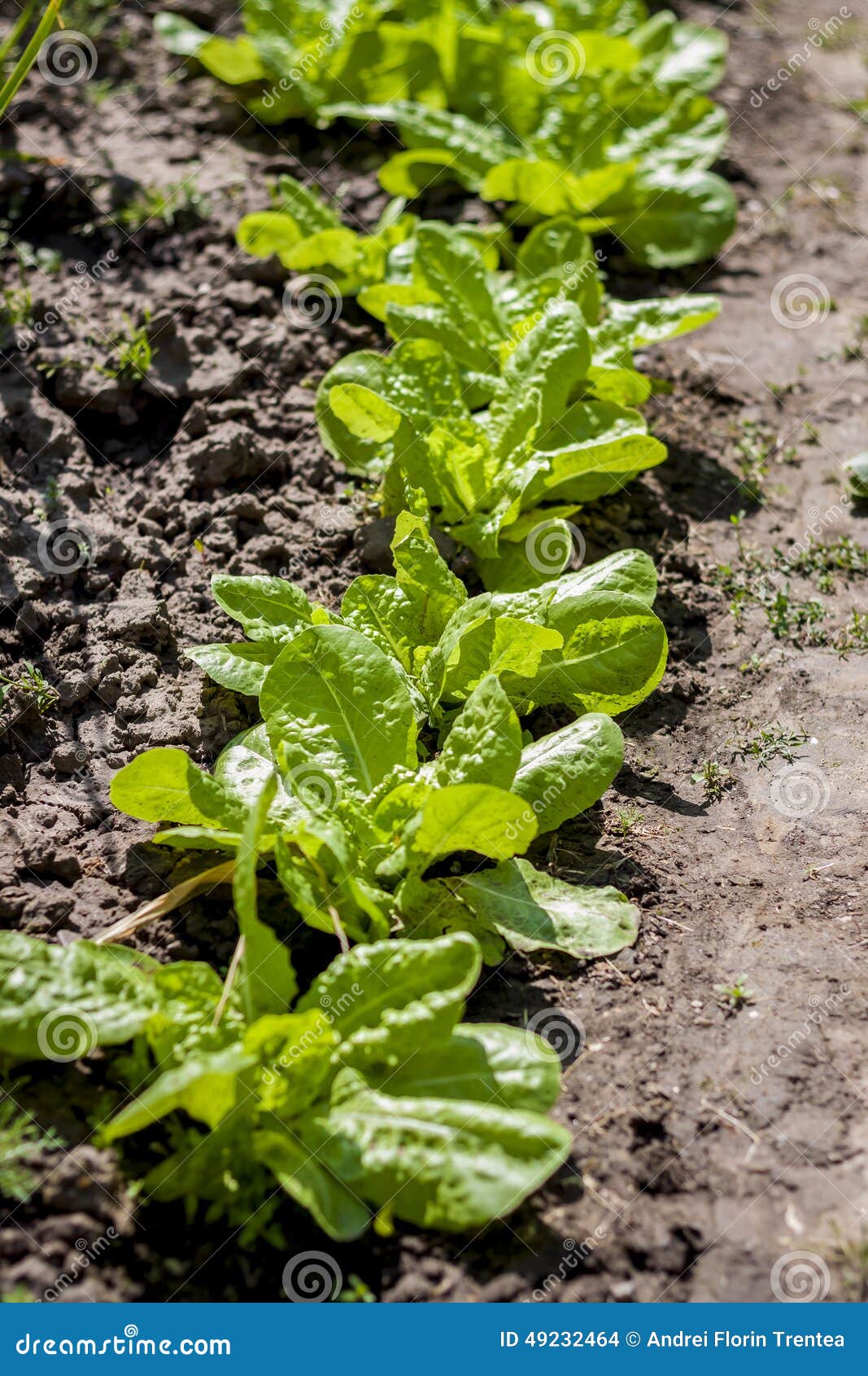 Lettuce crop detail stock photo. Image of leaf, growth - 49232464
