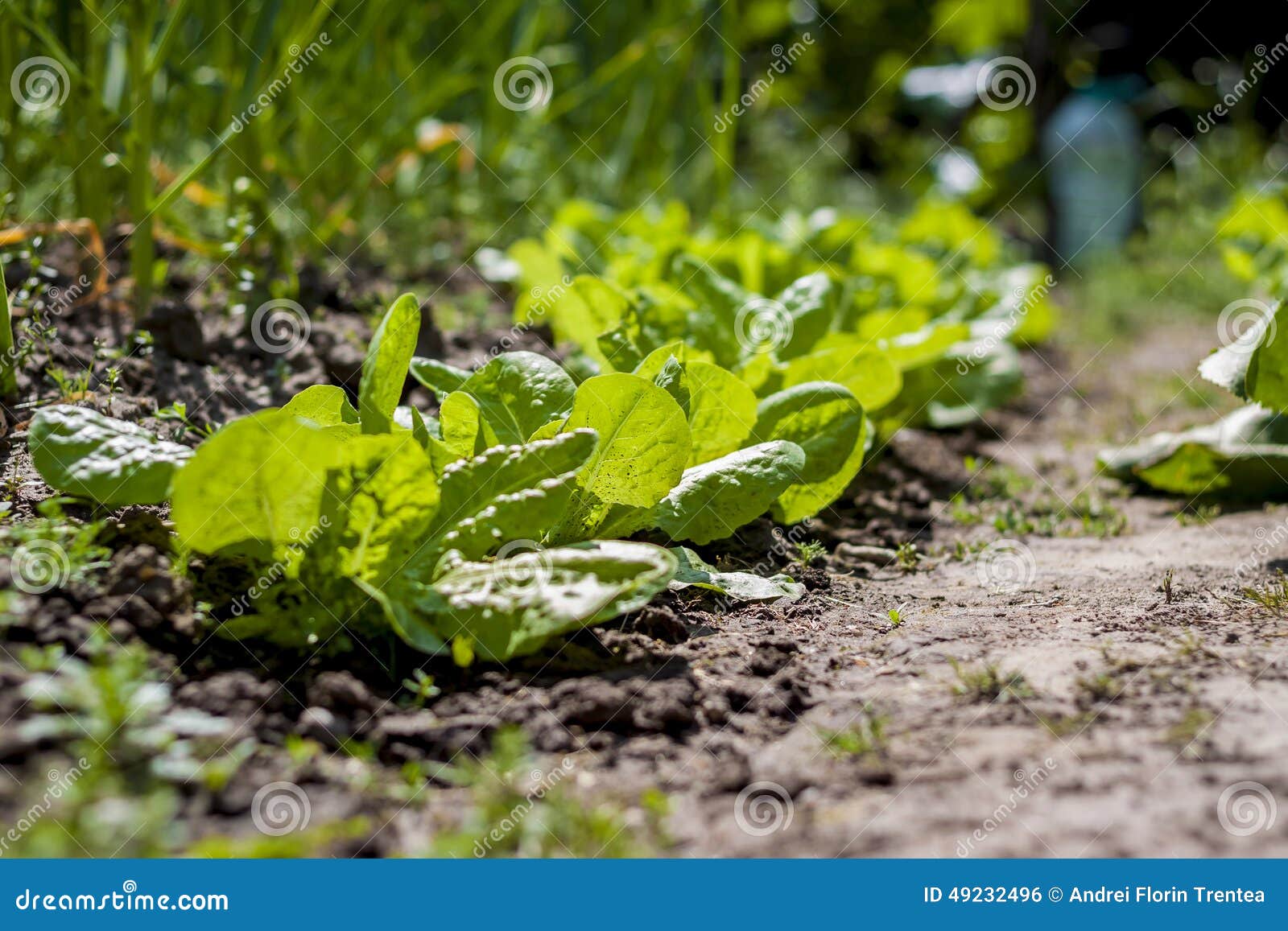 Lettuce crop detail stock photo. Image of kitchengarden - 49232496