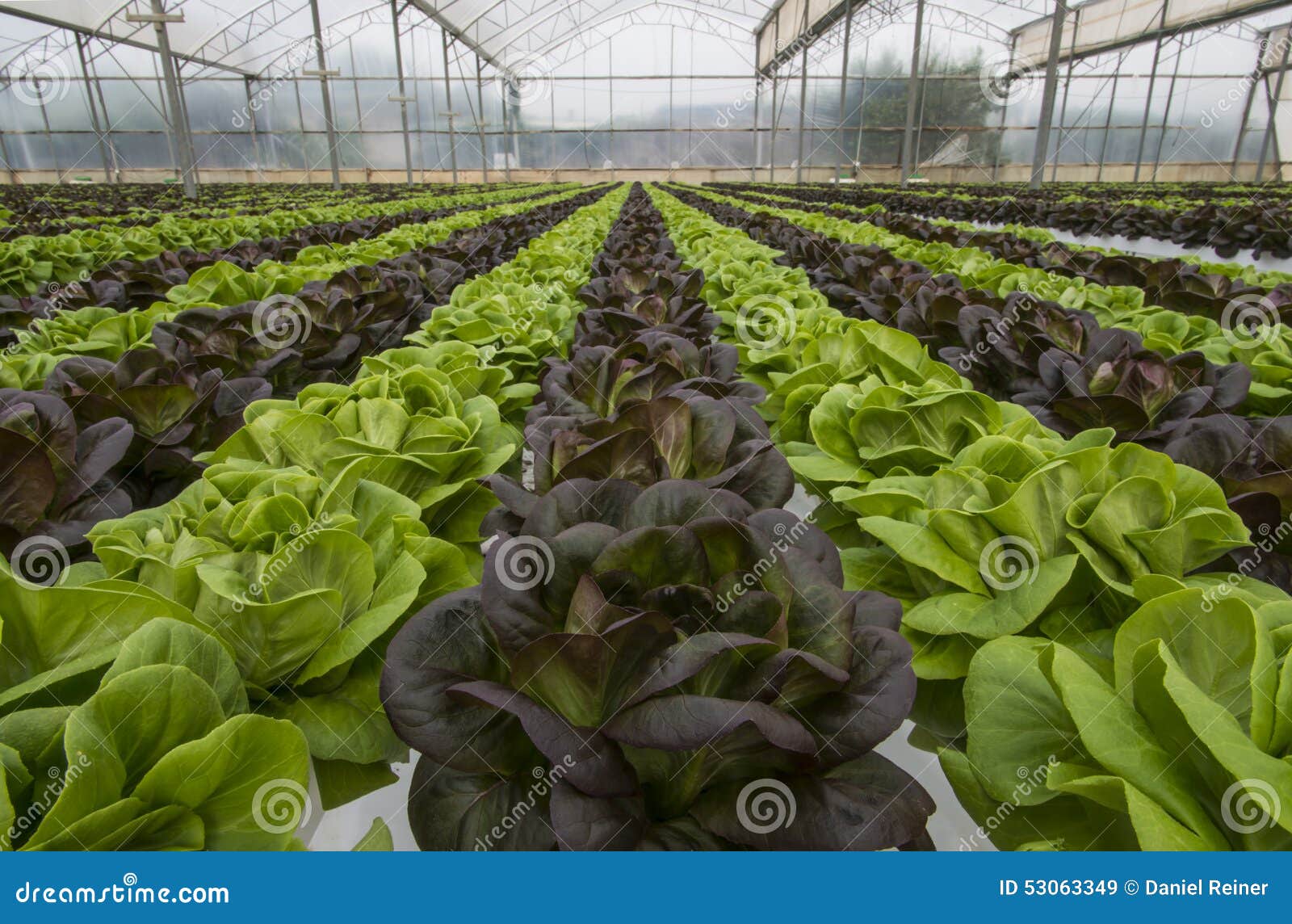 Lettuce crops stock image. Image of growth, greenhouse - 53063349