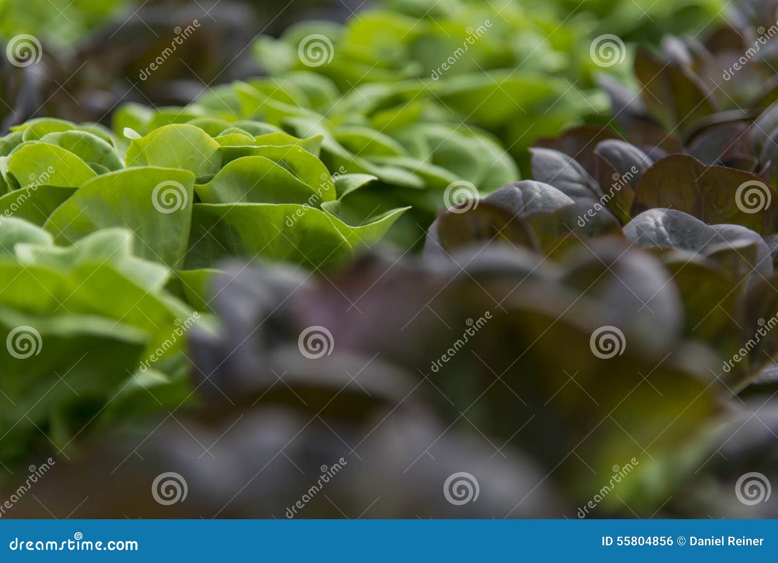 Lettuce crops stock photo. Image of lettuce, cultivated - 55804856