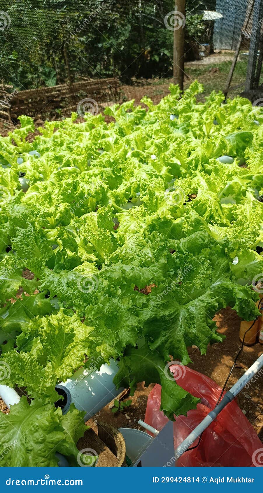 Lettuce Cultivation with Hydroponic System Technique Stock Photo ...