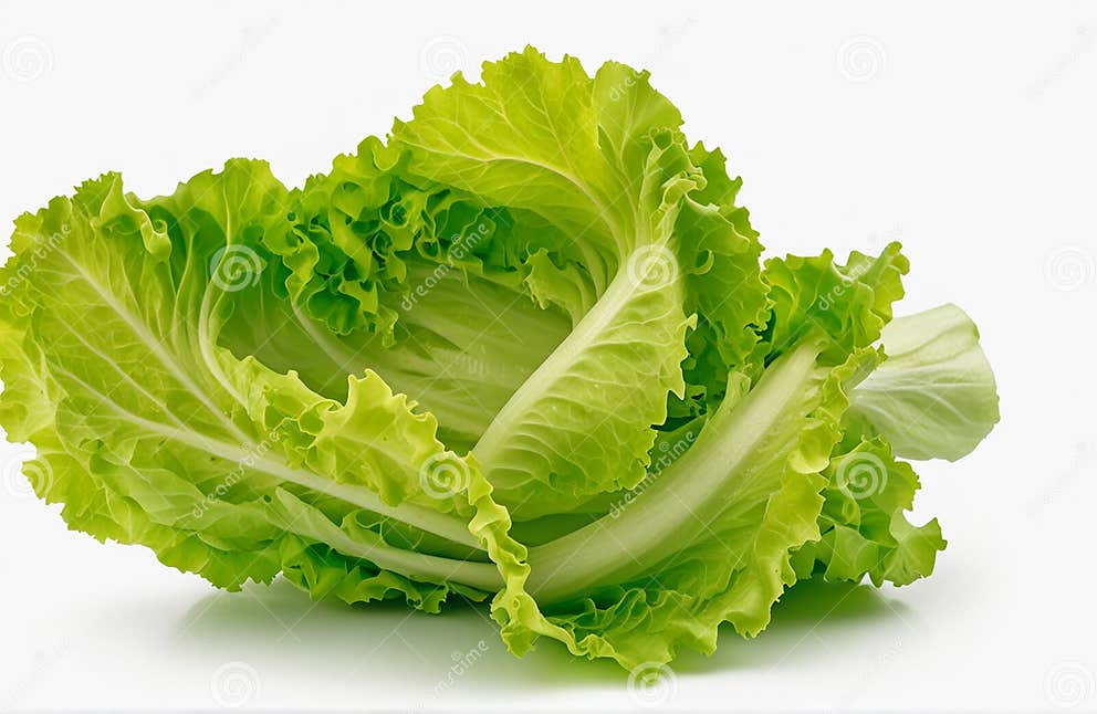 Lettuce, Cut Out on White Background Stock Illustration - Illustration ...