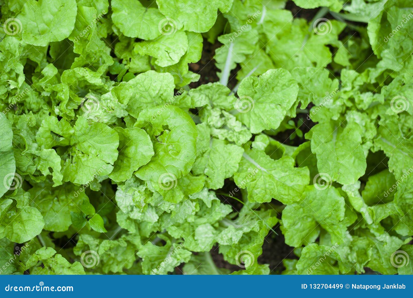 Lettuce disease green stock image. Image of farm, health - 132704499
