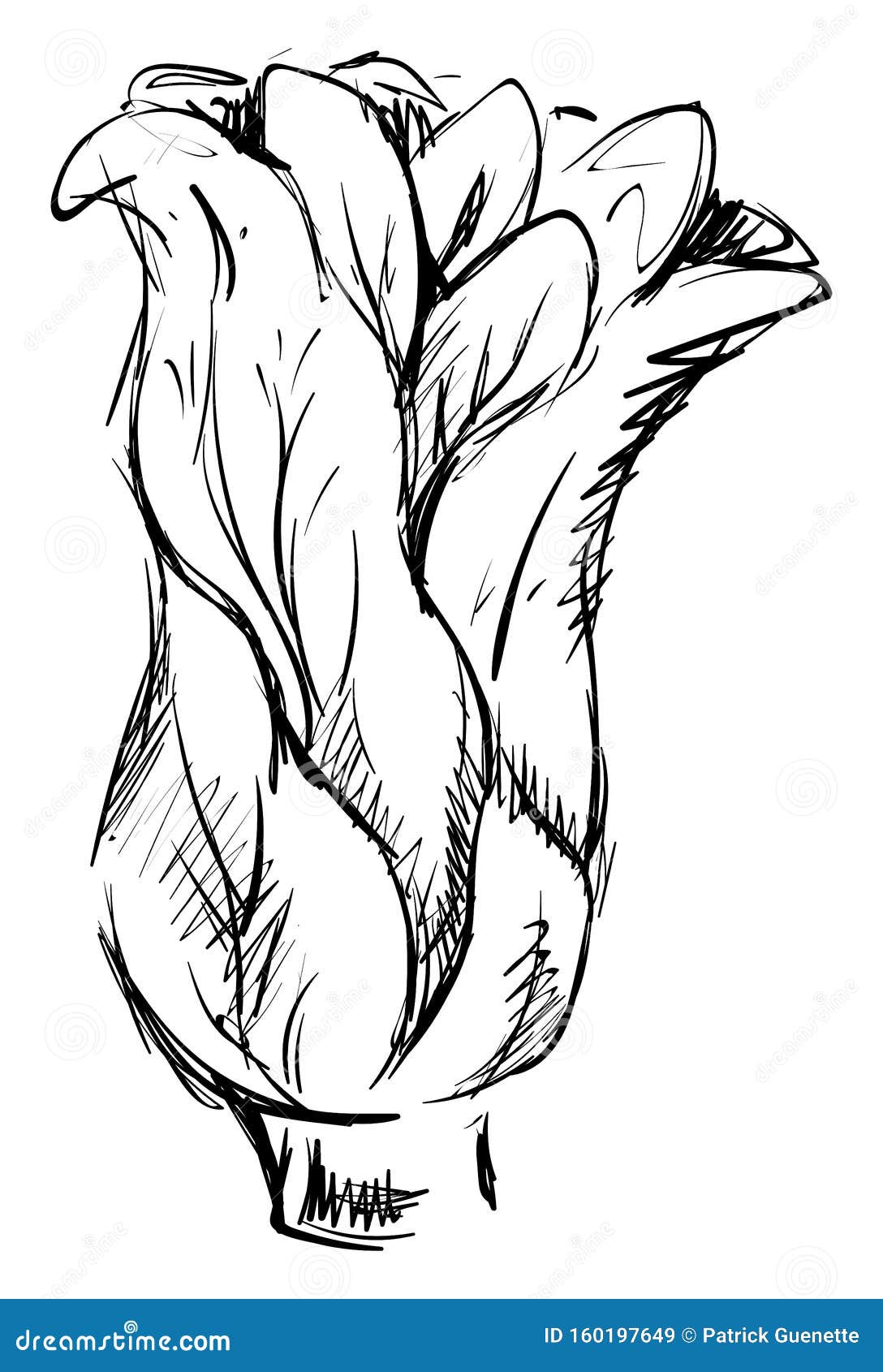 Lettuce Drawing, Illustration, Vector Stock Vector - Illustration of ...