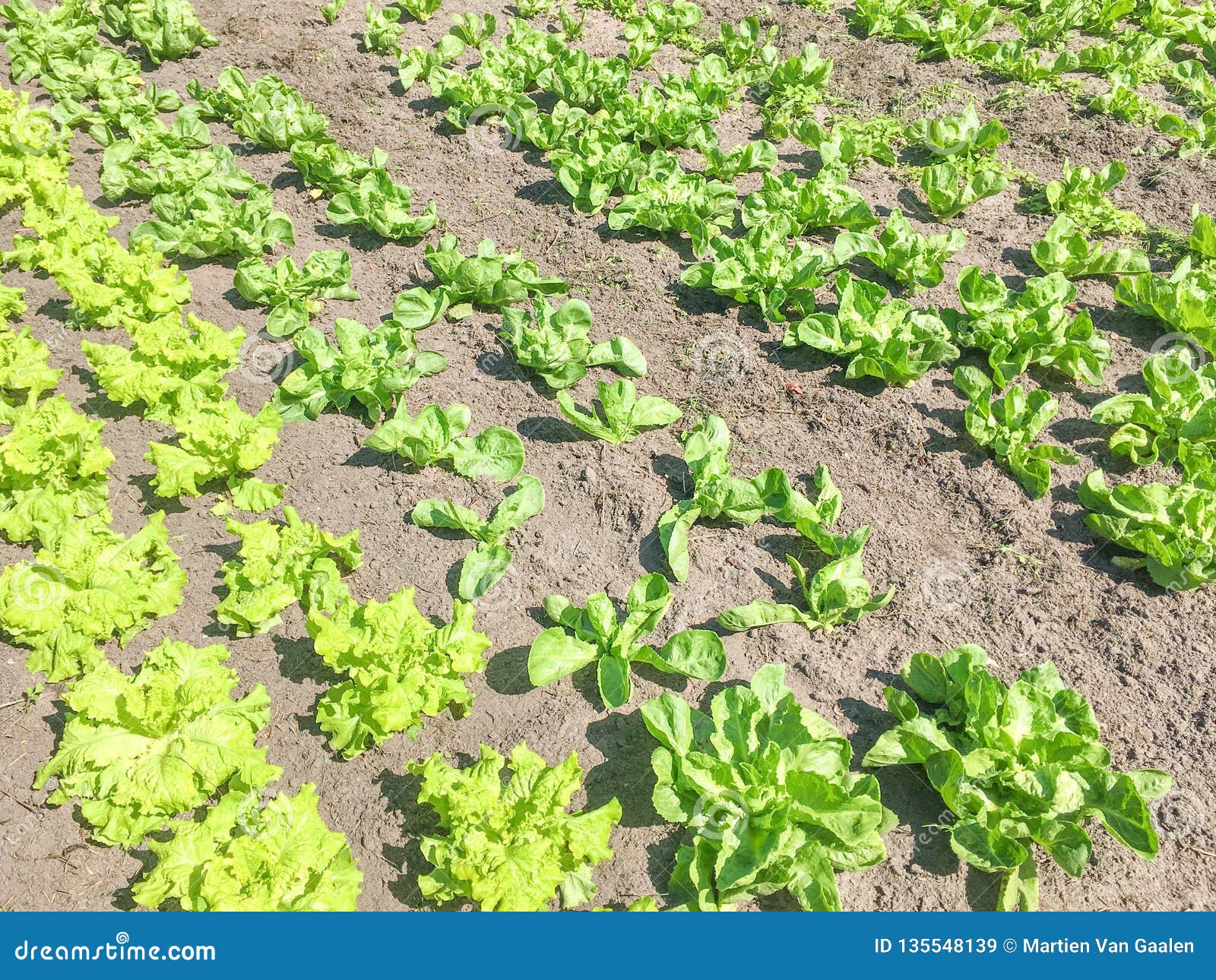 Lettuce and Endive Plants in an Vegetable Garden. Stock Image - Image ...