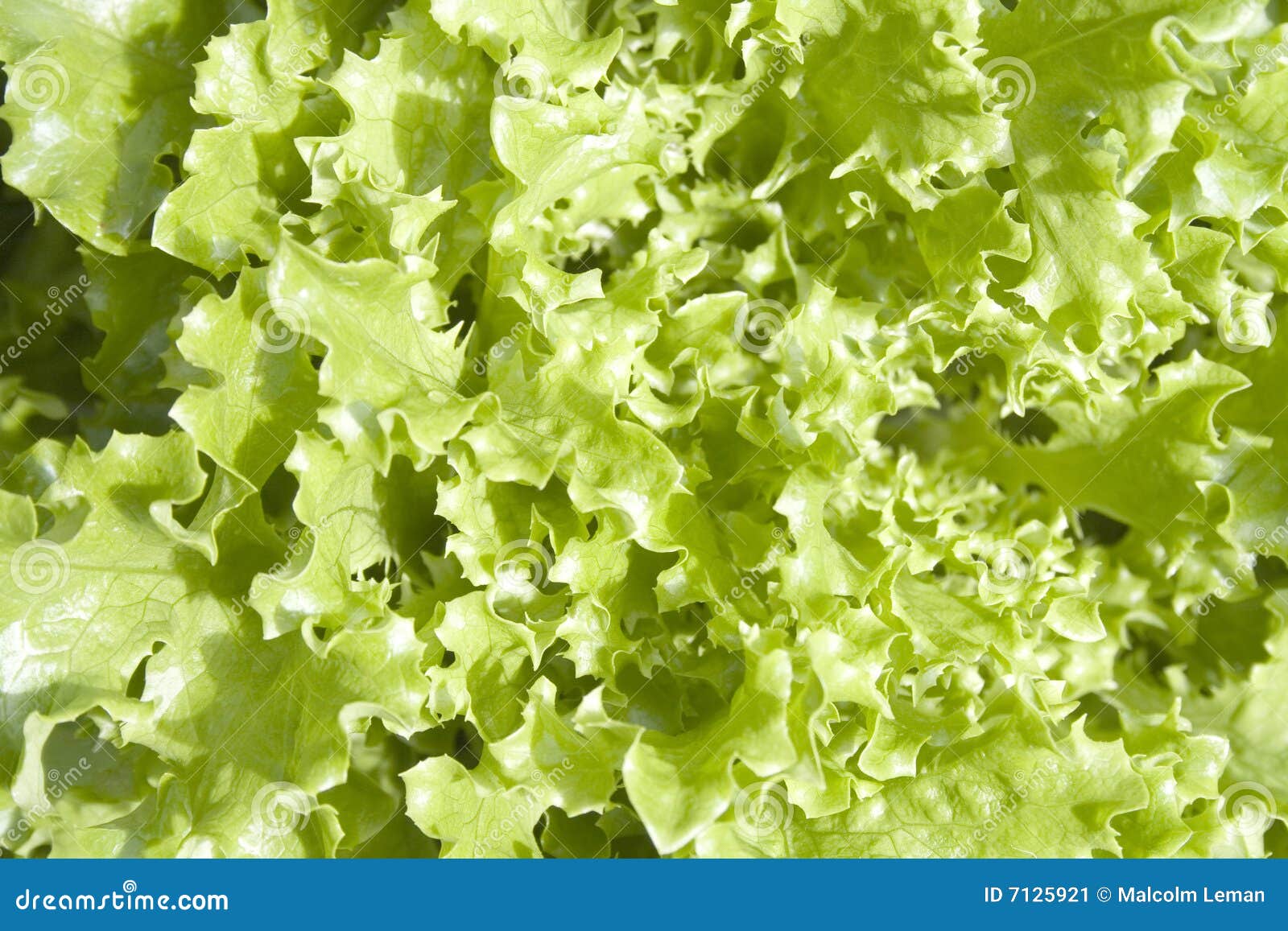 Lettuce - Fancy stock image. Image of eating, summer, vegetable - 7125921