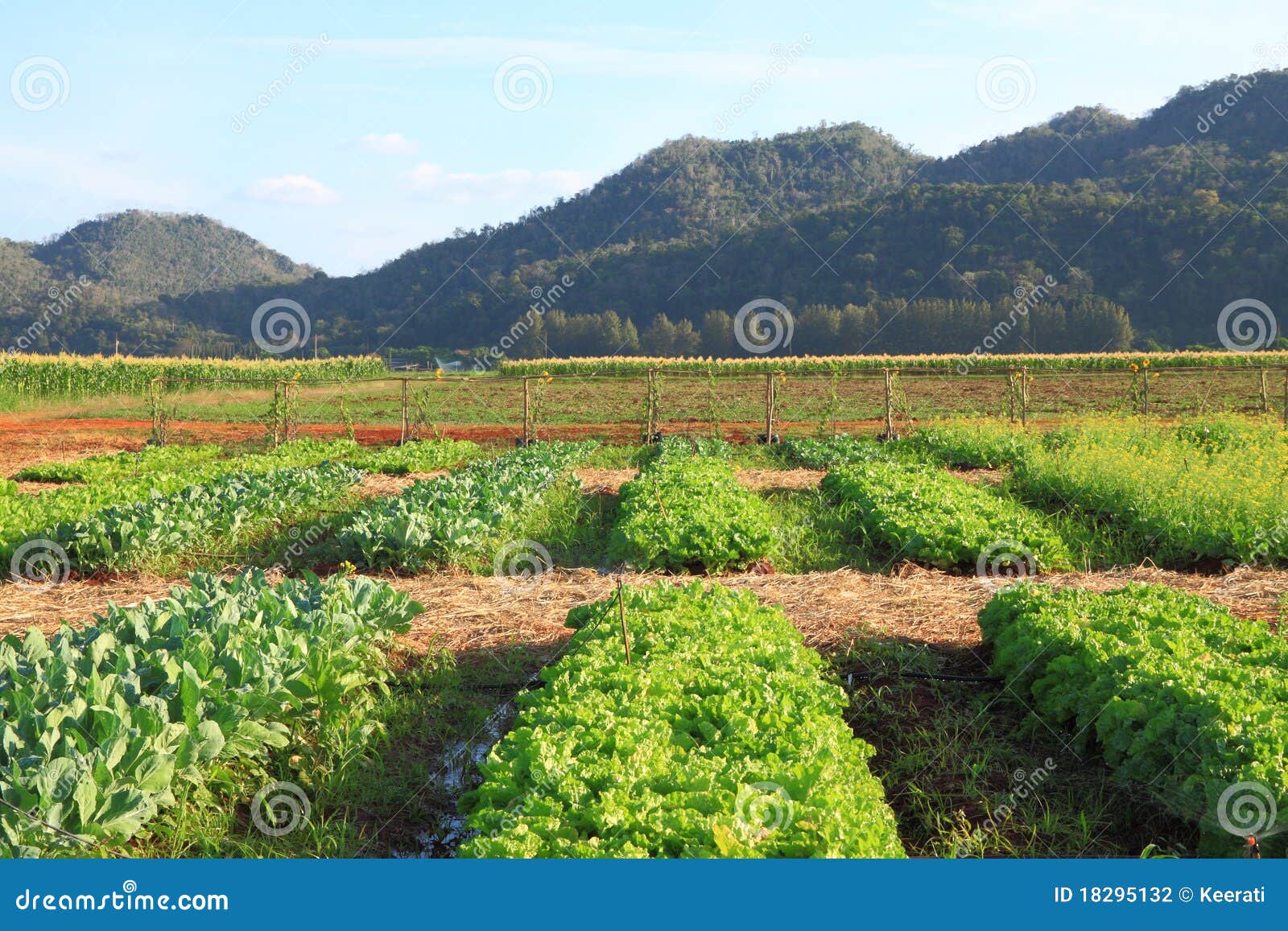 Lettuce farm stock photo. Image of organic, spring, land - 18295132