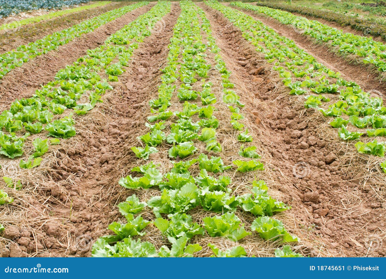 Lettuce farm stock image. Image of greenery, farmland - 18745651
