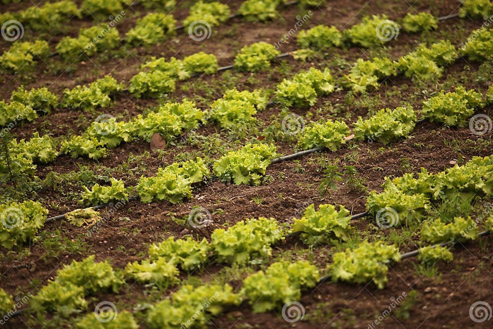 Lettuce Field stock image. Image of harvest, cultivate - 22996063