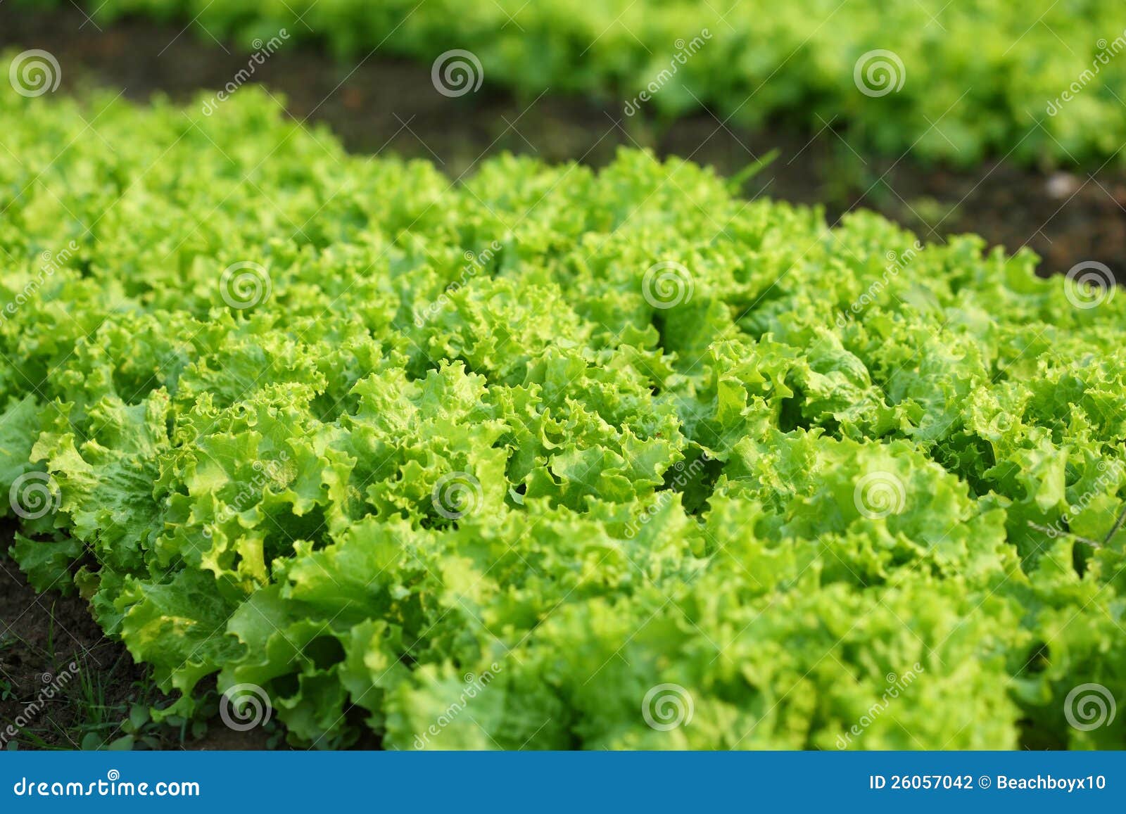Lettuce in field stock photo. Image of greenhouse, healthy - 26057042