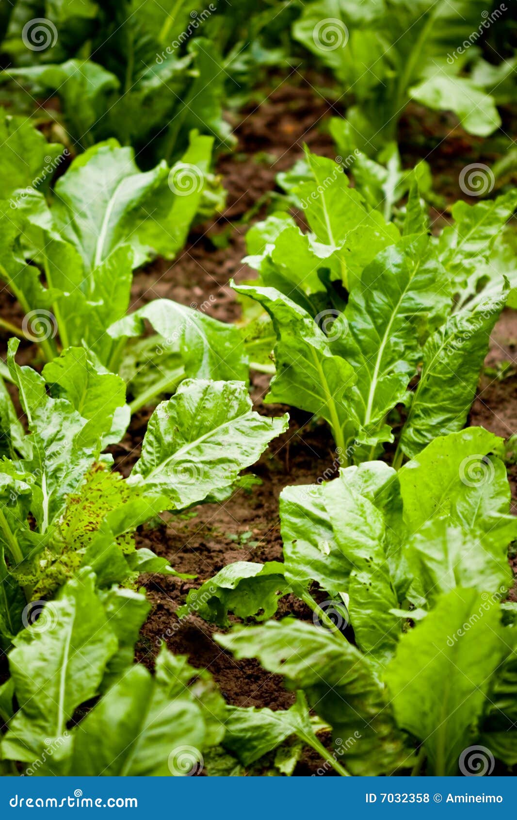 Lettuce field stock photo. Image of leaf, outdoors, food - 7032358