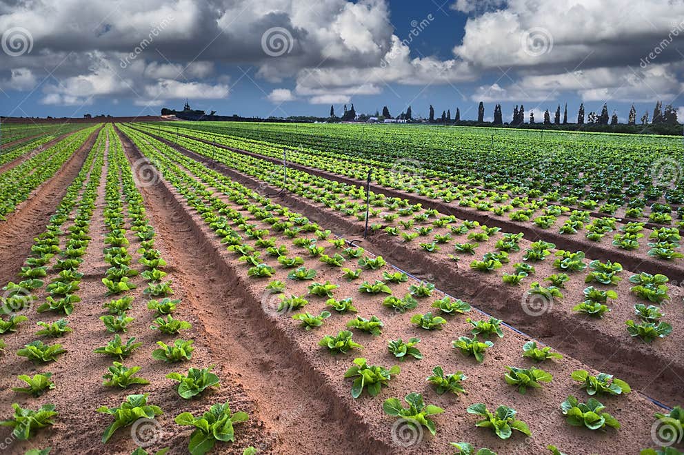 Lettuce field stock image. Image of farmland, field, growing - 7292415