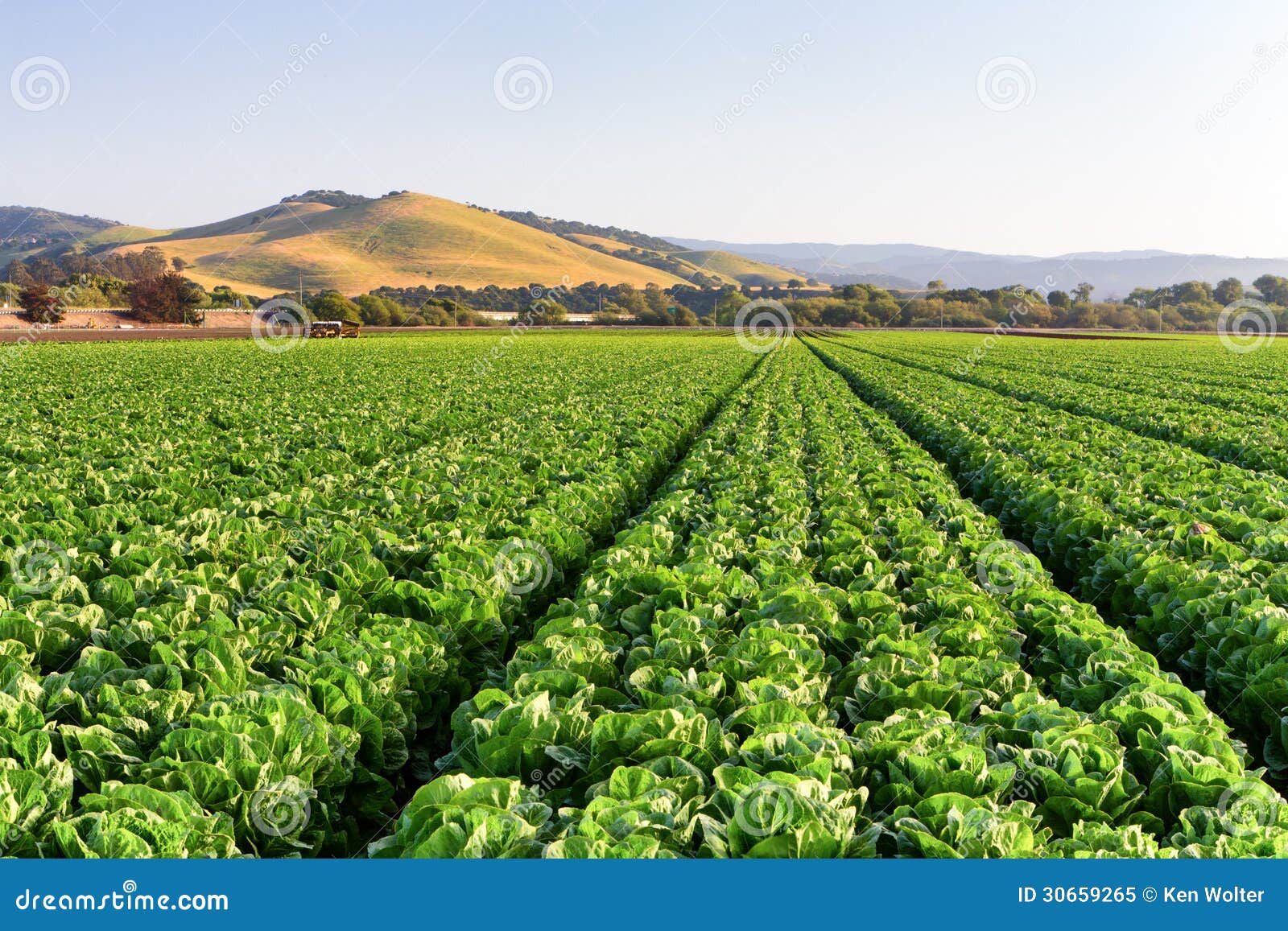 Lettuce Field in Salinas Valley Stock Image - Image of farm, mountains ...