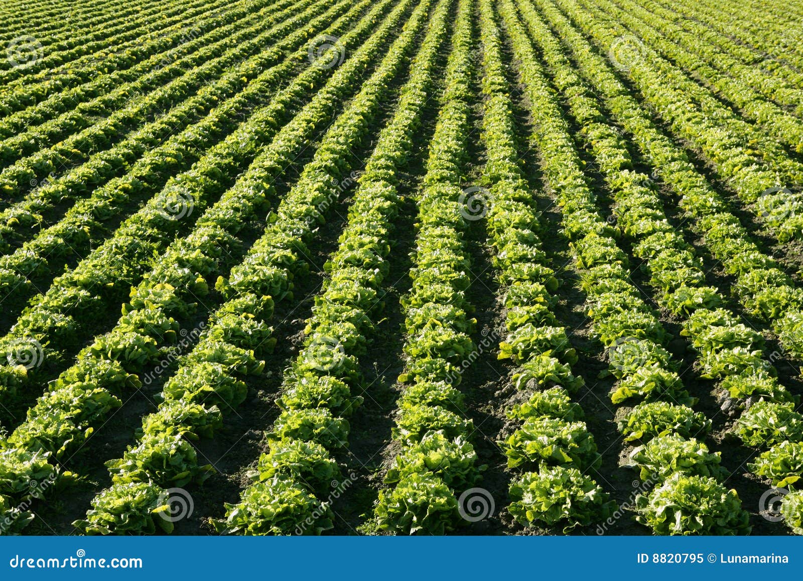 Lettuce Field in Spain. Green Plants Perspective Stock Image - Image of ...