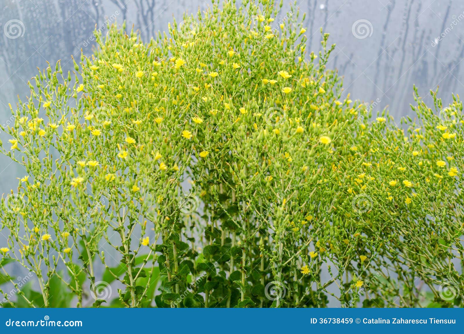 Lettuce flowers stock image. Image of flowers, reproduction - 36738459
