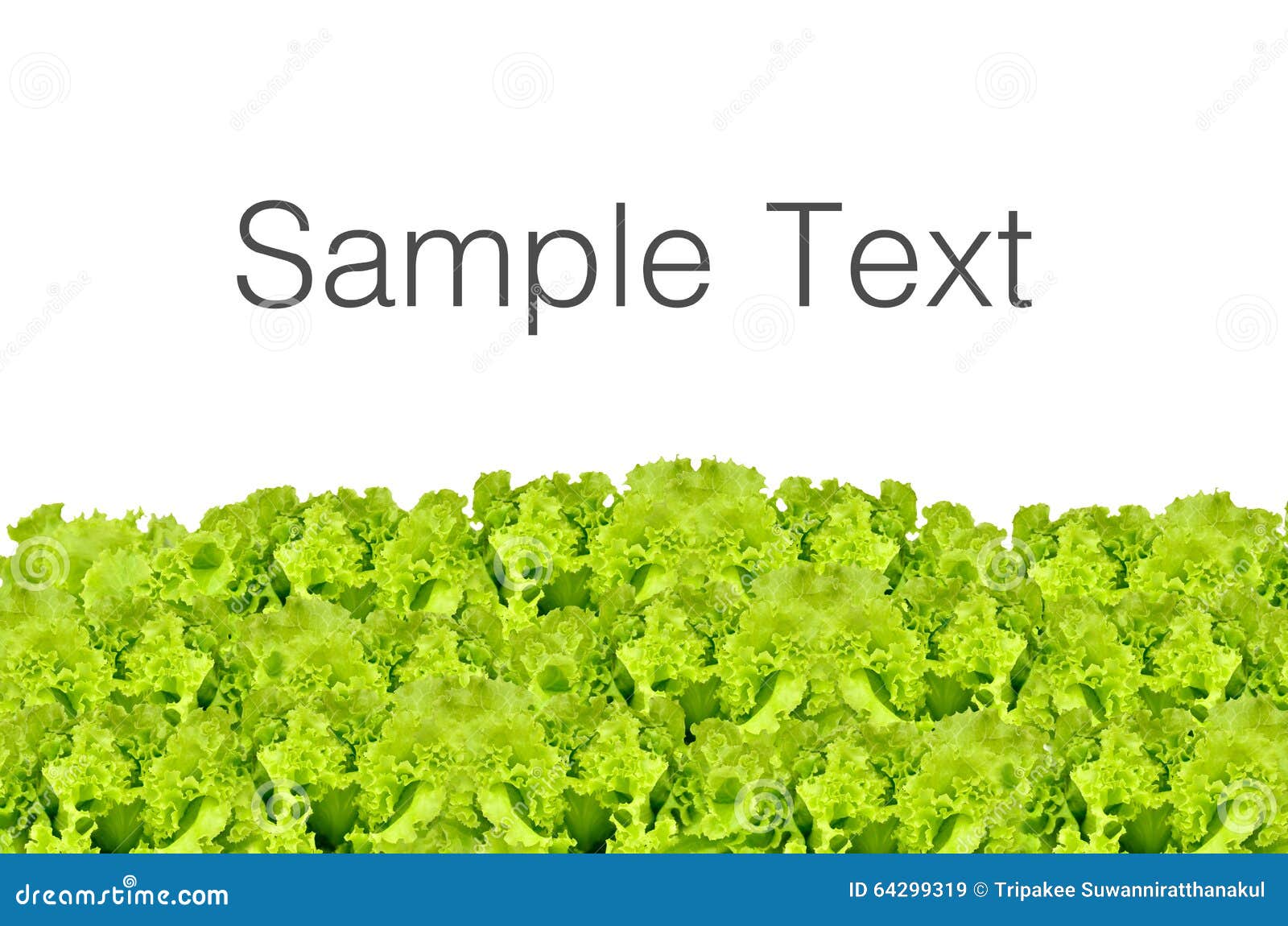 Lettuce frame stock image. Image of vegetarian, vitamin - 64299319