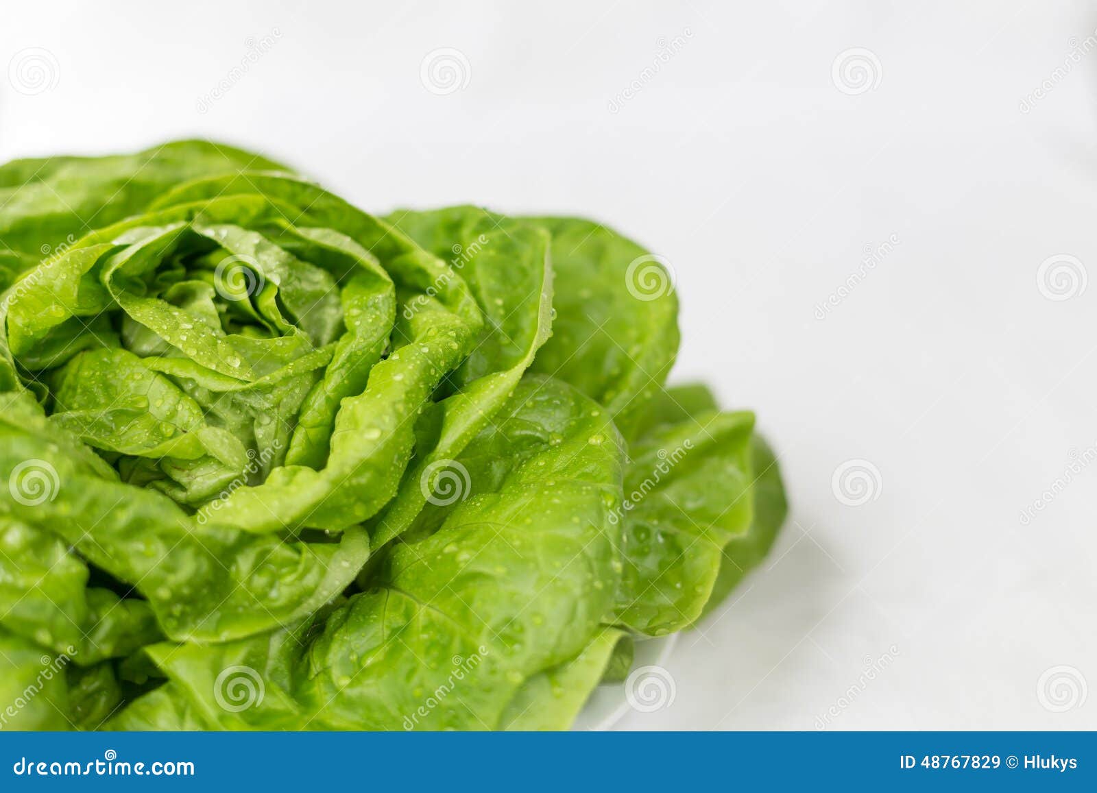 Lettuce stock image. Image of foods, eating, heat, meal - 48767829