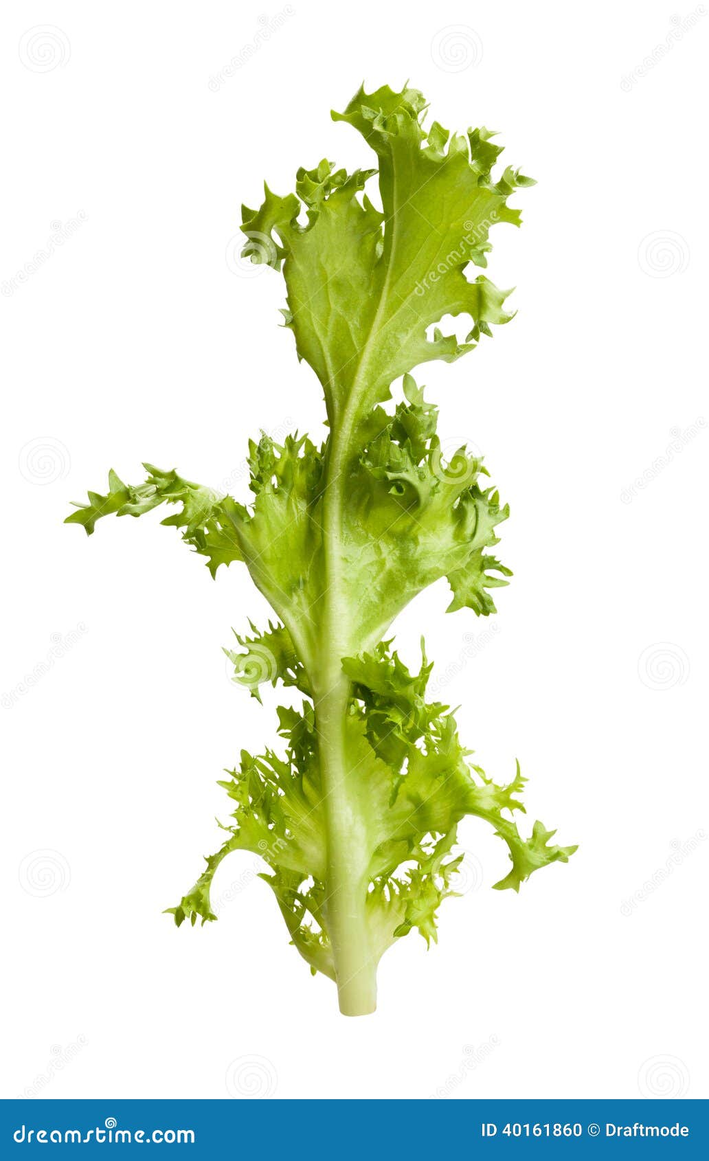 Frisee Lettuce