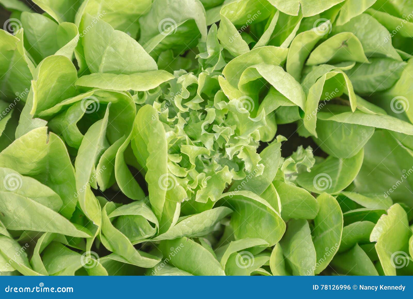 Lettuce stock photo. Image of curly, crisp, greens, full - 78126996