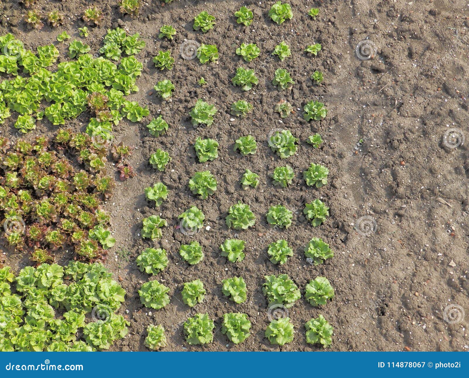 Lettuce in the garden stock image. Image of cultivated - 114878067