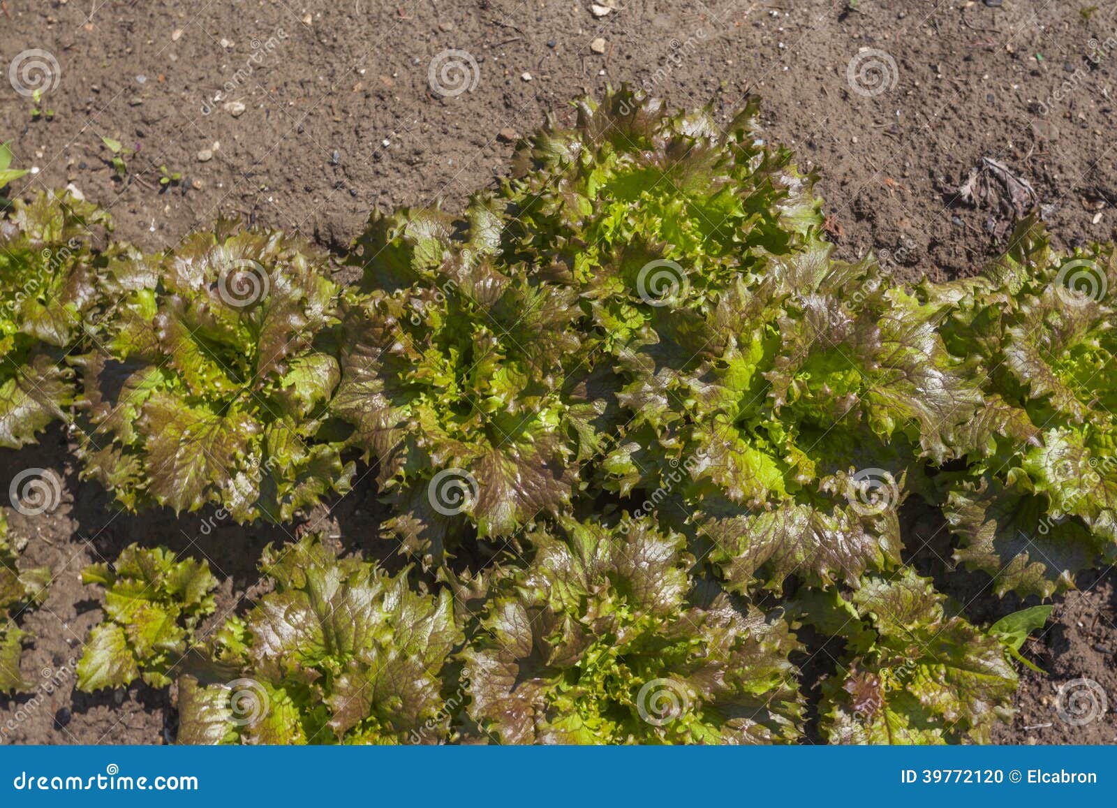 Lettuce garden stock photo. Image of leaf, plant, grow - 39772120