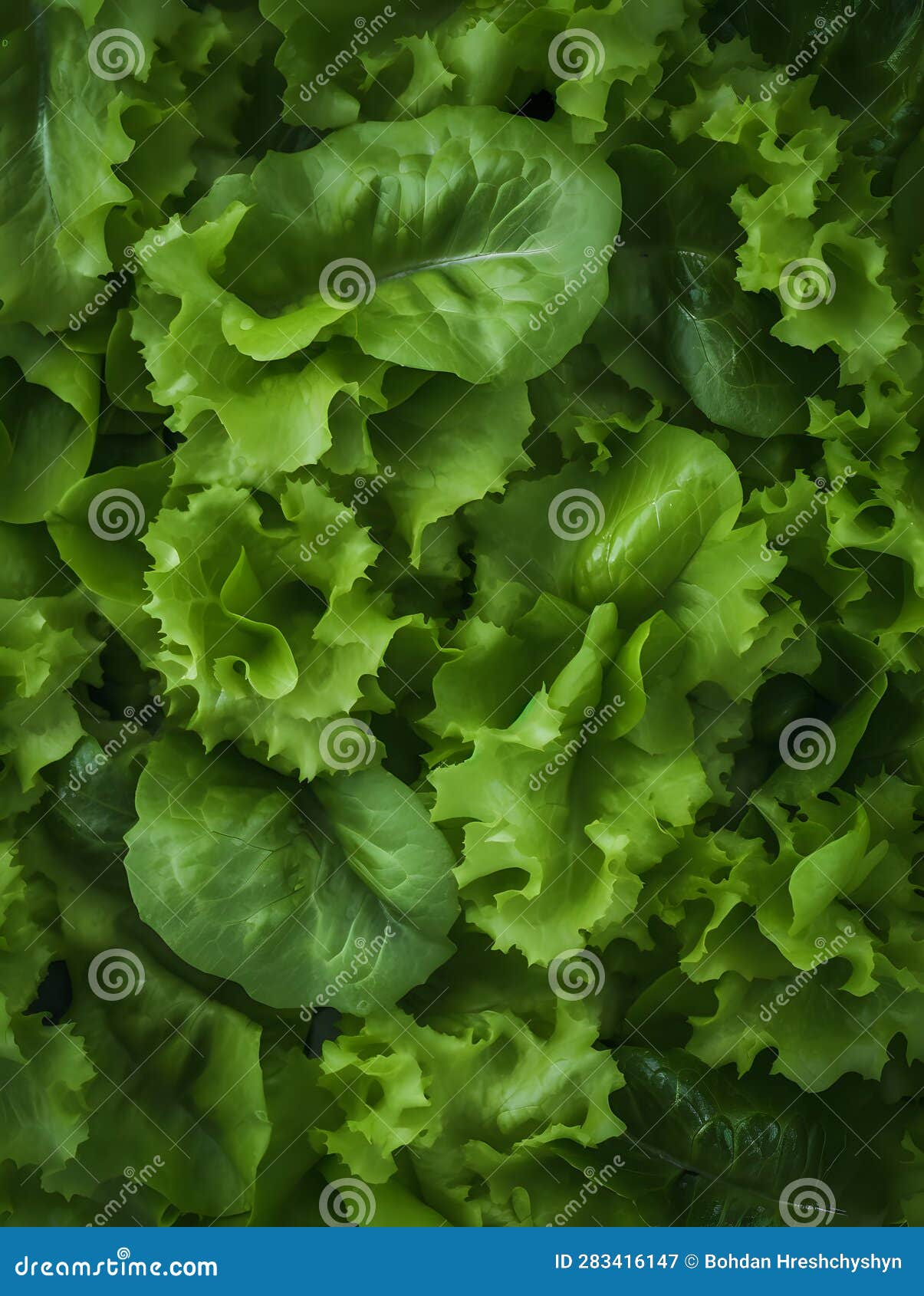 Lettuce Green Leaves Background Royalty-Free Stock Photo | CartoonDealer.com #283416147