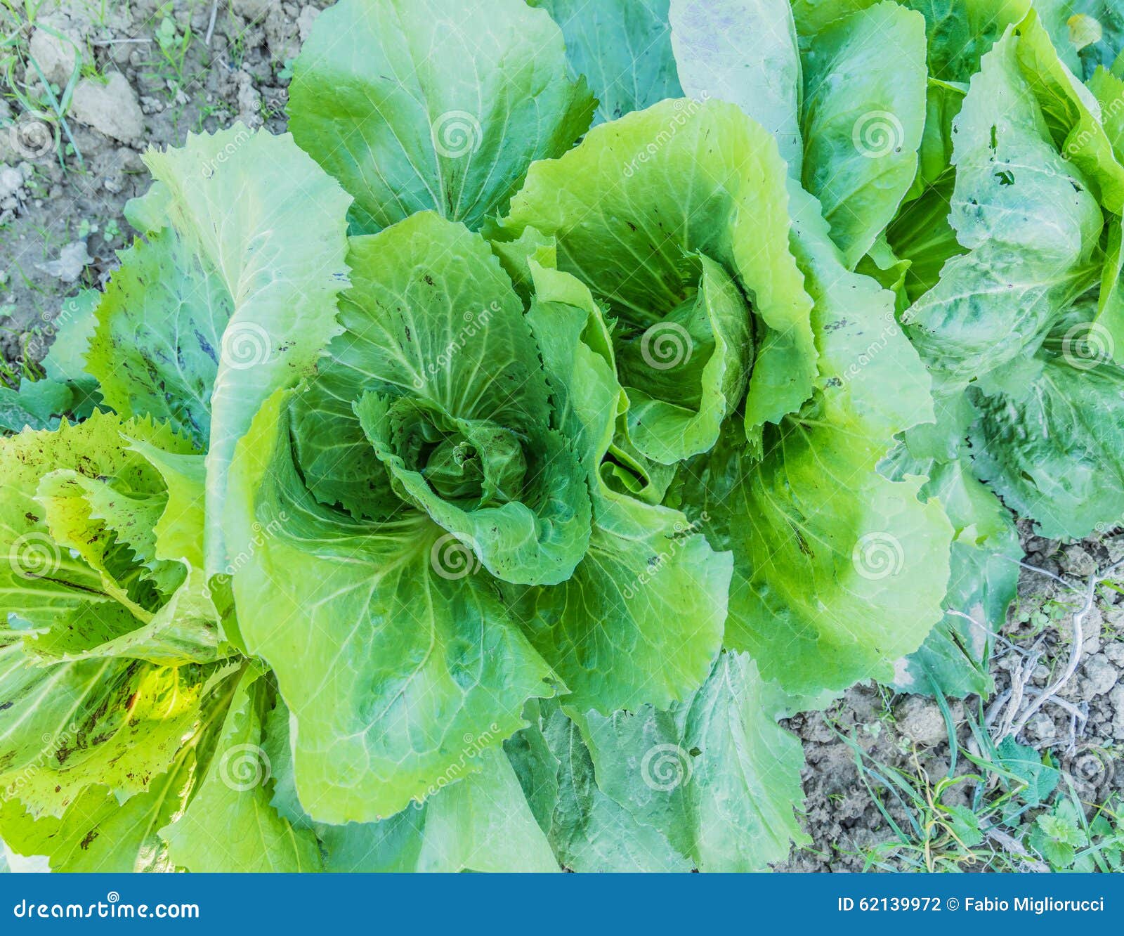 Lettuce green stock photo. Image of green, fresh, plant - 62139972