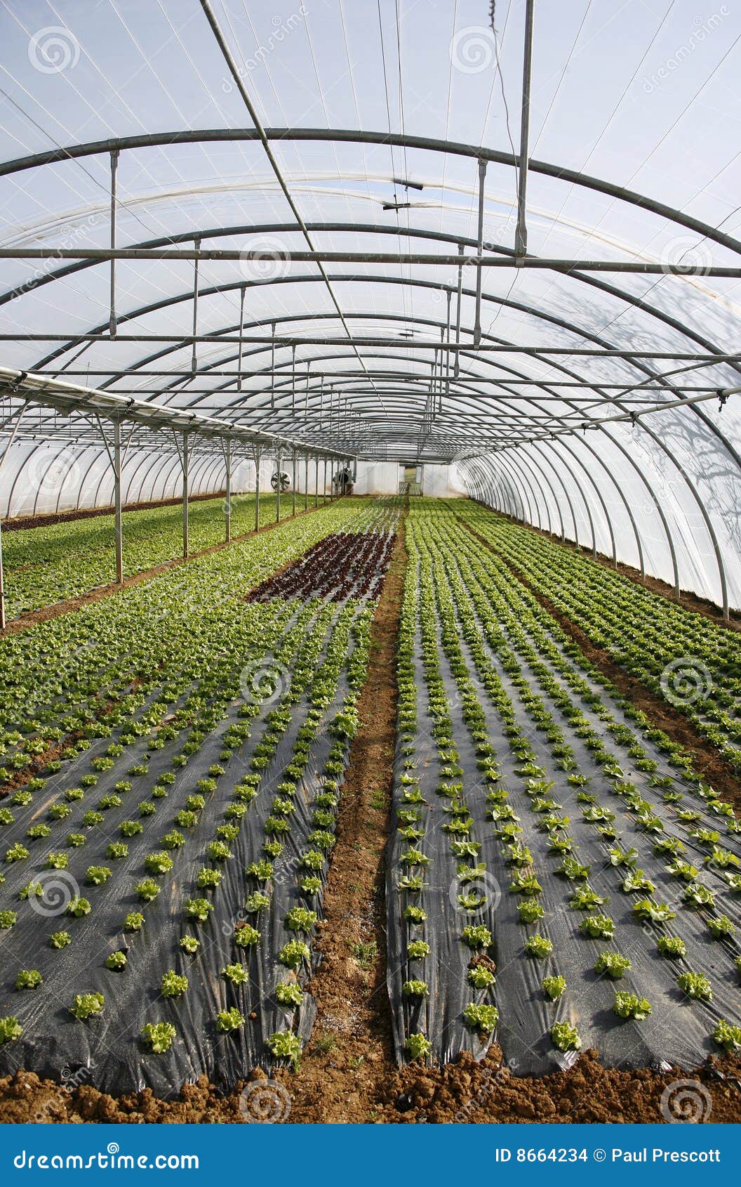 Lettuce growing in lines stock photo. Image of field, nutrition - 8664234