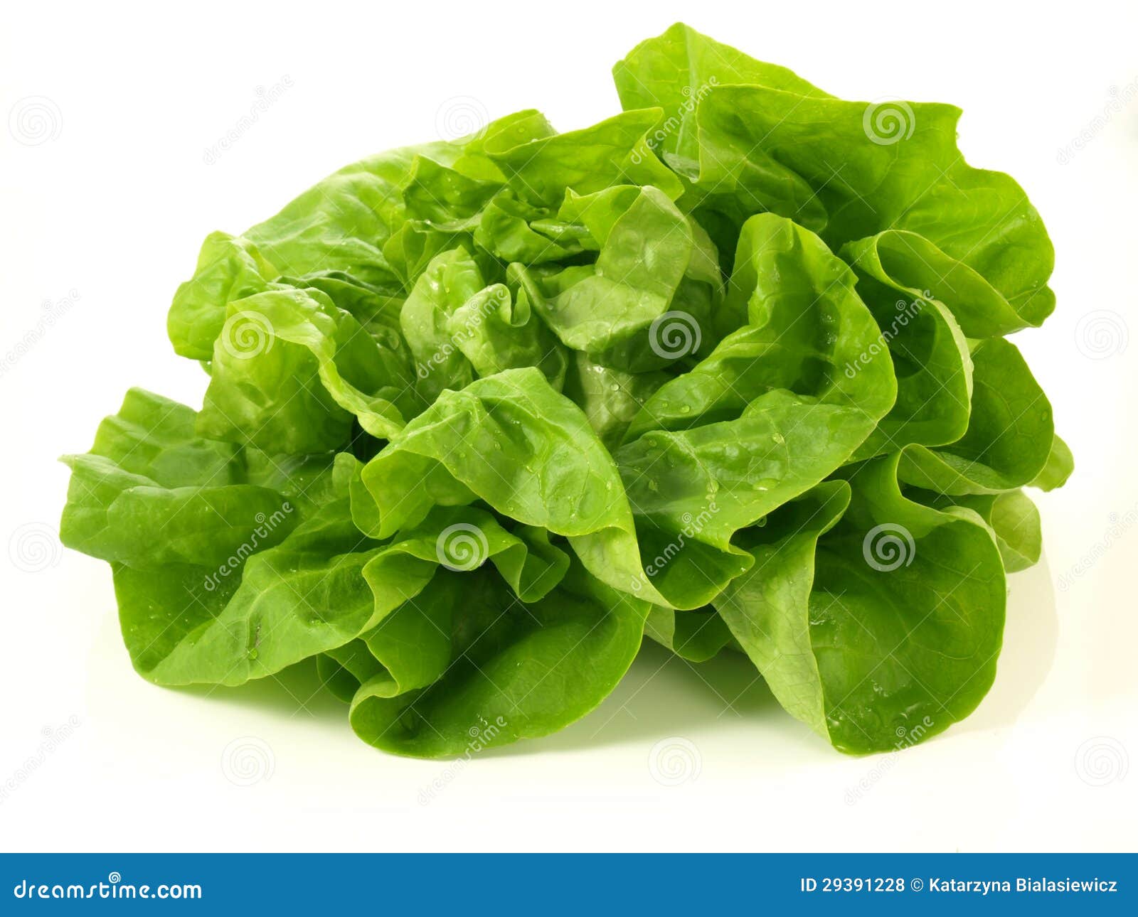 Lettuce head, isolated stock photo. Image of healthy - 29391228