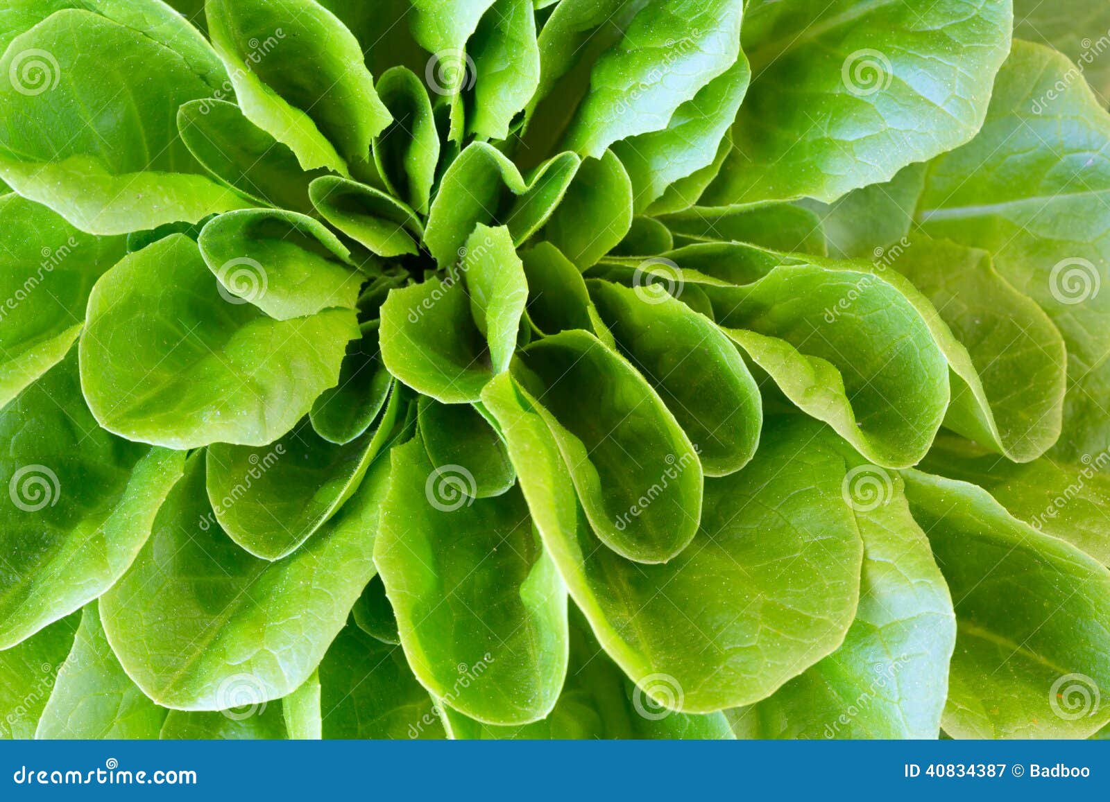 Lettuce head macro stock image. Image of lettuce, background - 40834387