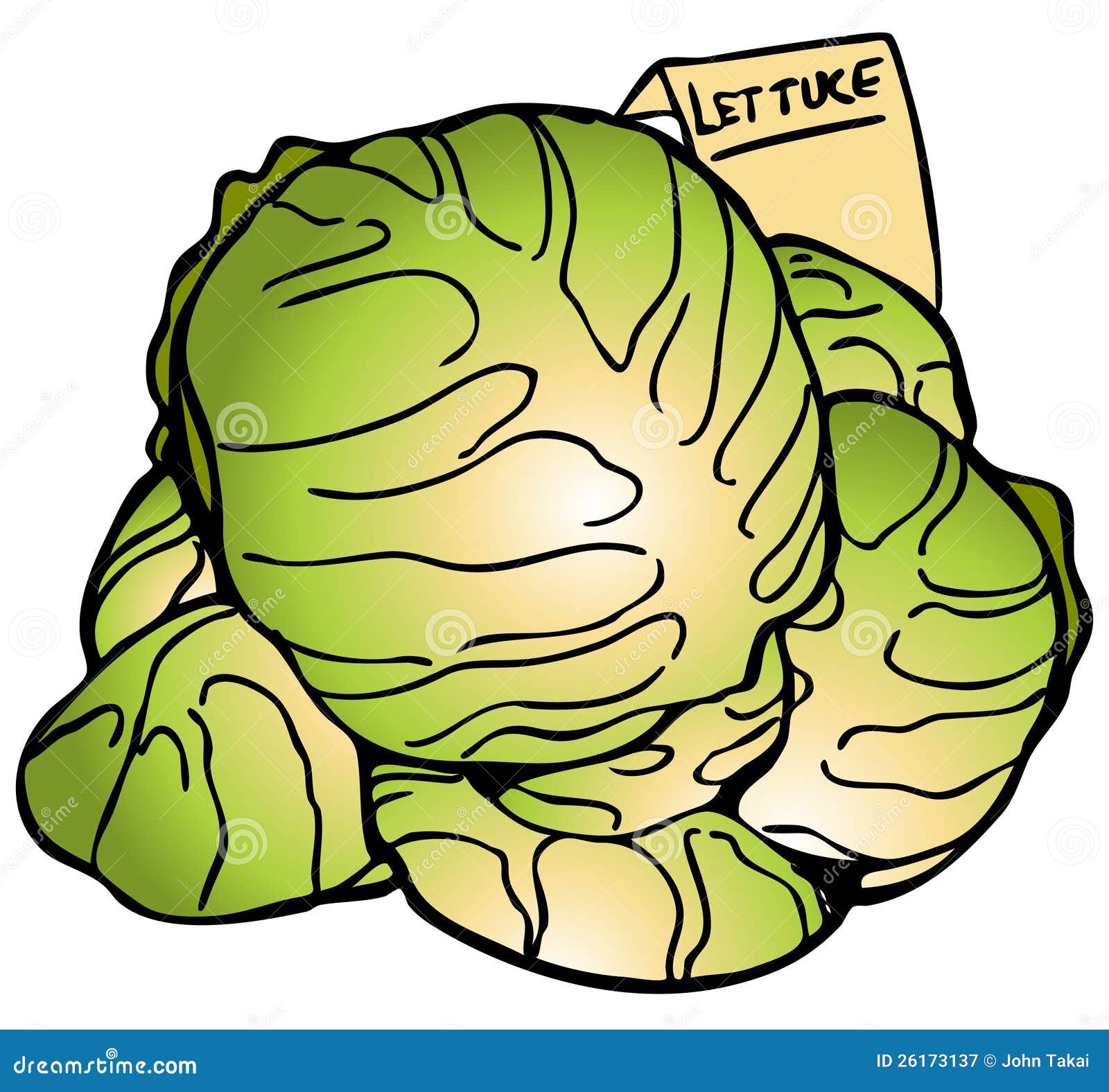 Lettuce Heads stock vector. Illustration of salad, drawing - 26173137