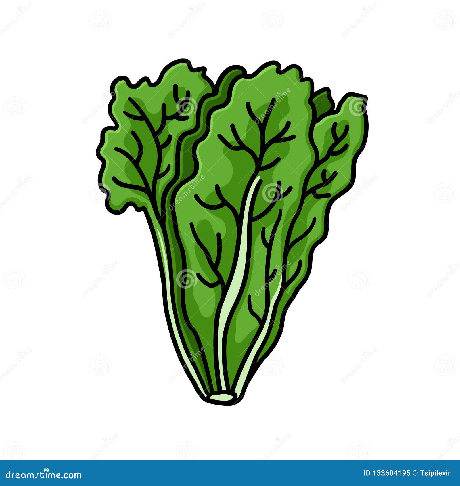 Lettuce Illustration, Drawing, Engraving, Ink, Line Art, Vector ...
