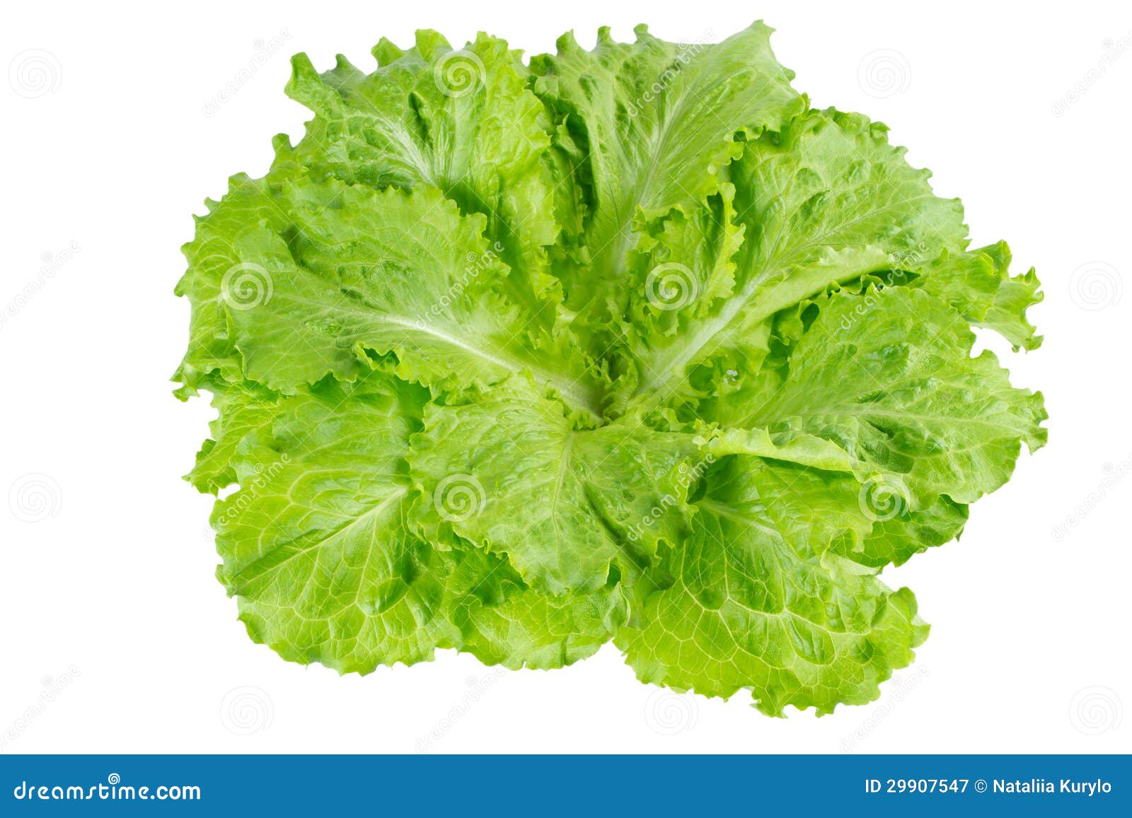 Lettuce stock image. Image of leaves, eating, white, fresh - 29907547