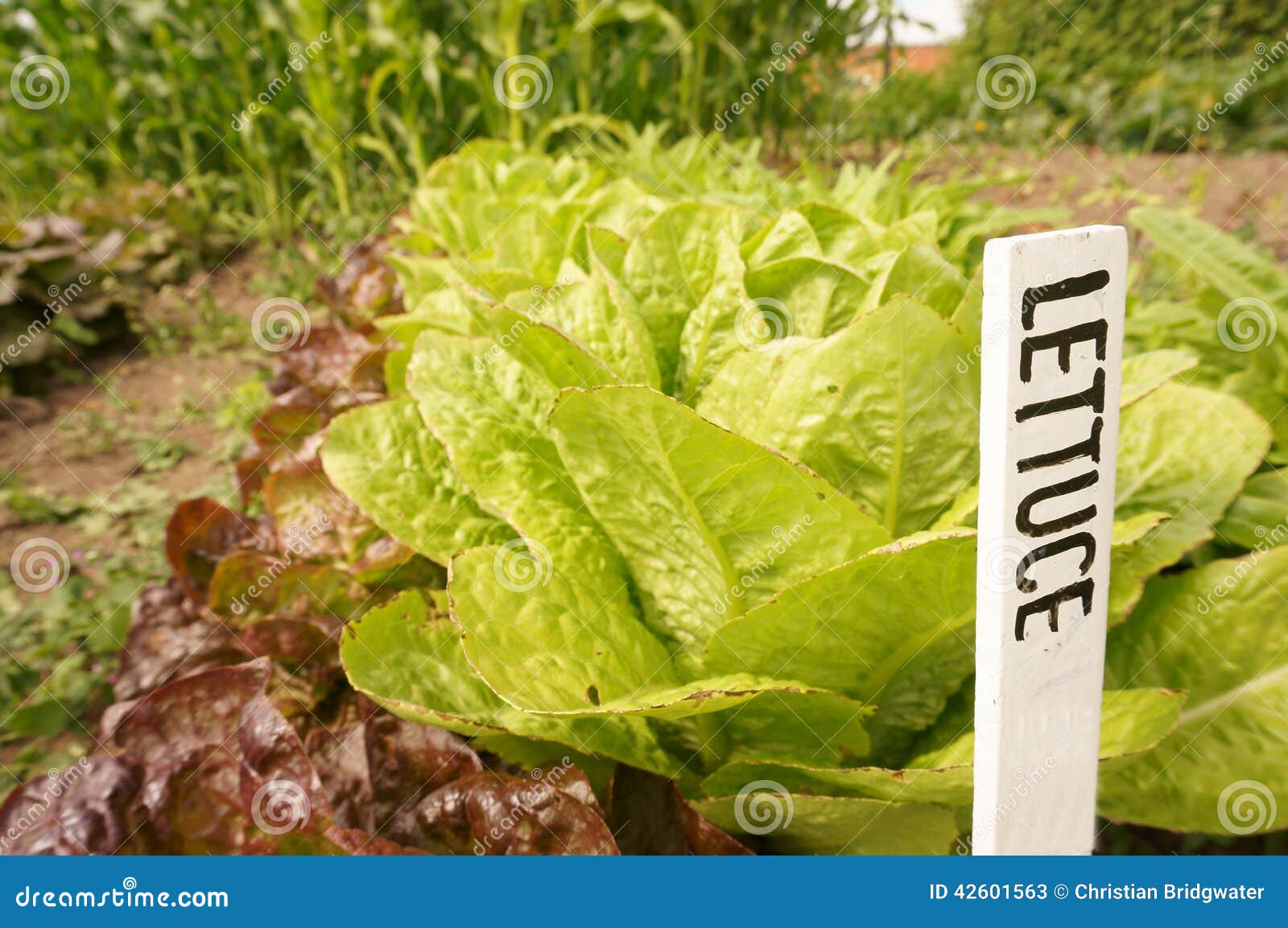 Lettuce label a stock image. Image of foliage, patch - 42601563