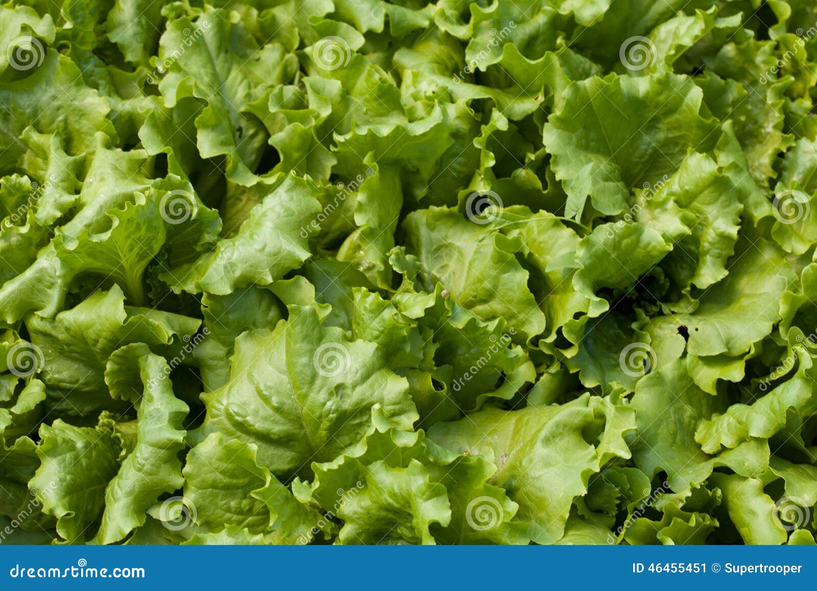 Lettuce (Lactuca sativa) stock image. Image of lactuca - 46455451