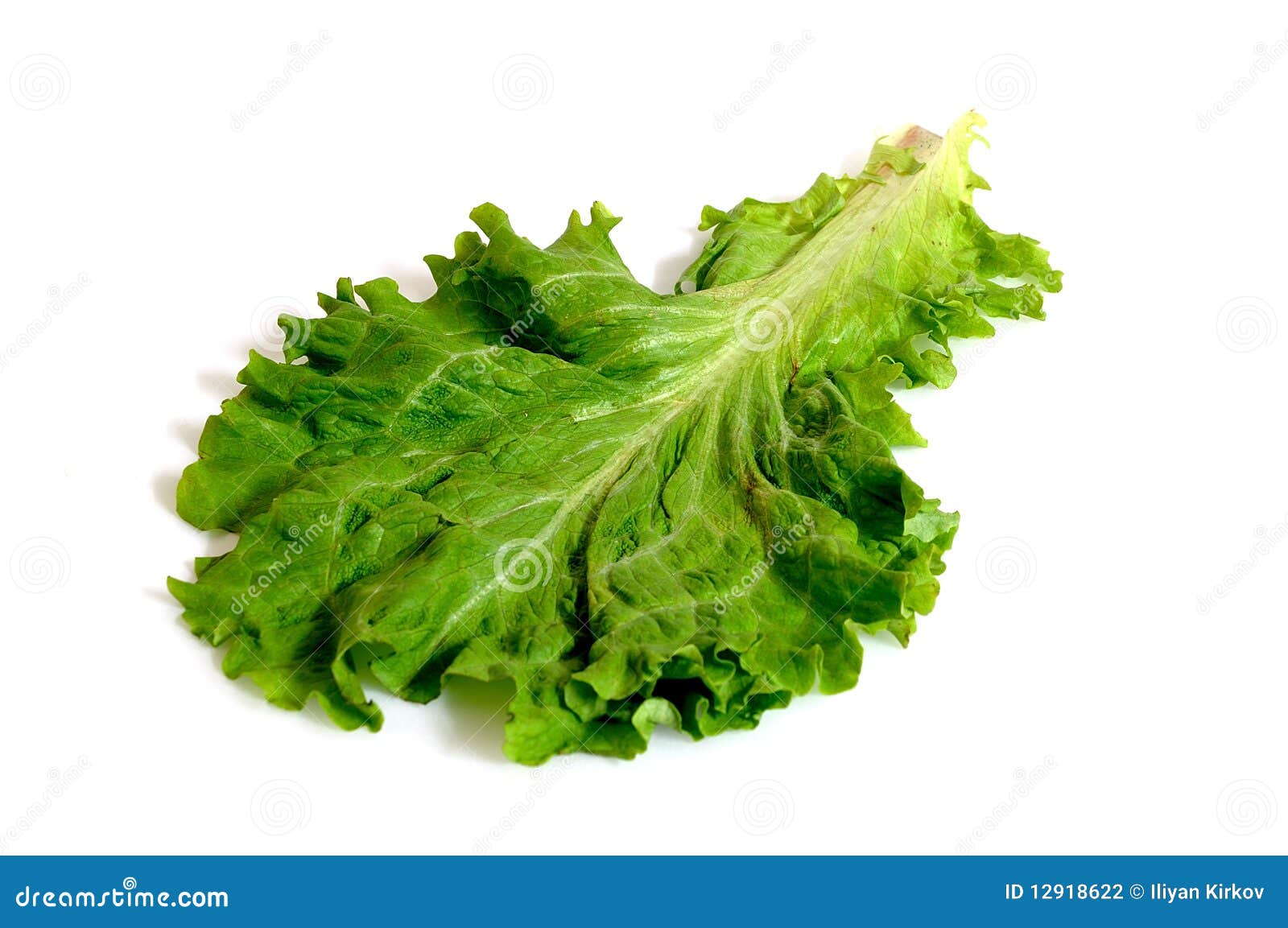 Lettuce leaf stock photo. Image of dessert, health, calorie - 12918622